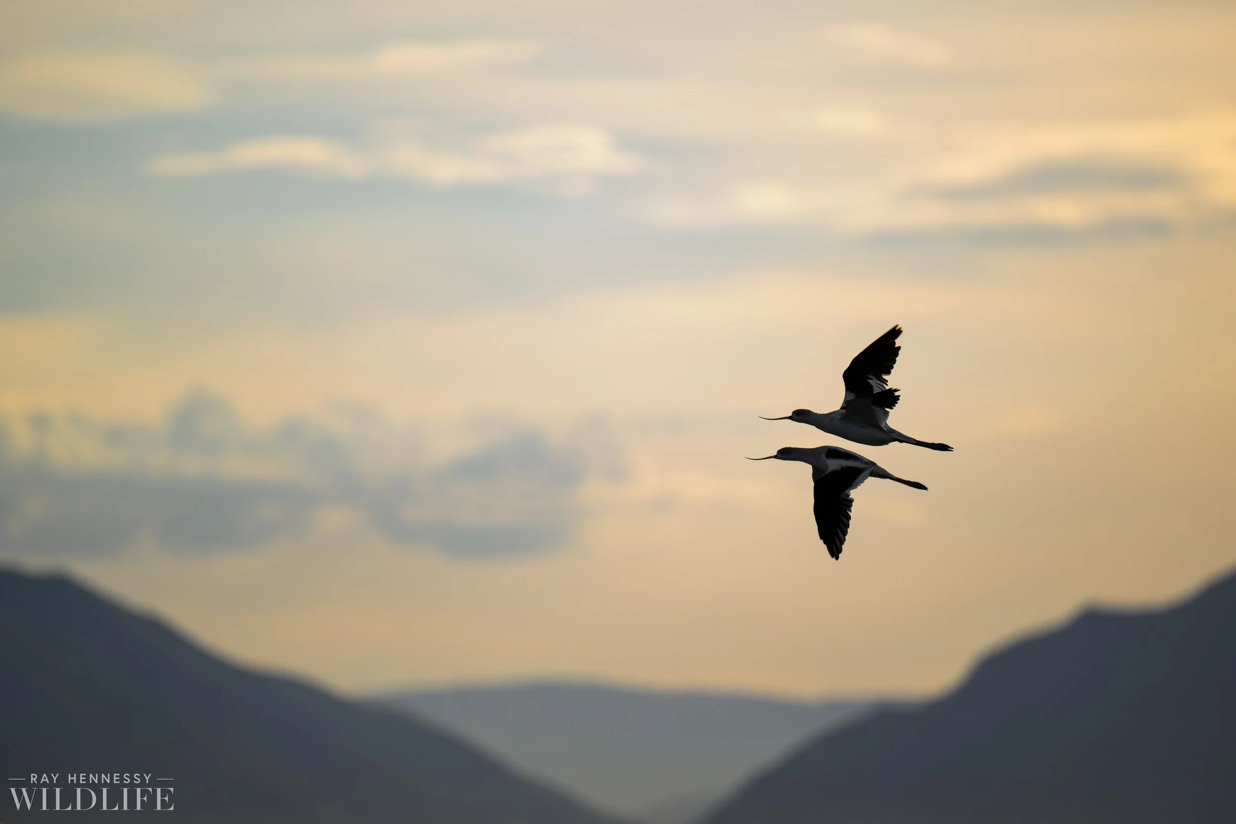 Flying Together — Ray Hennessy Wildlife