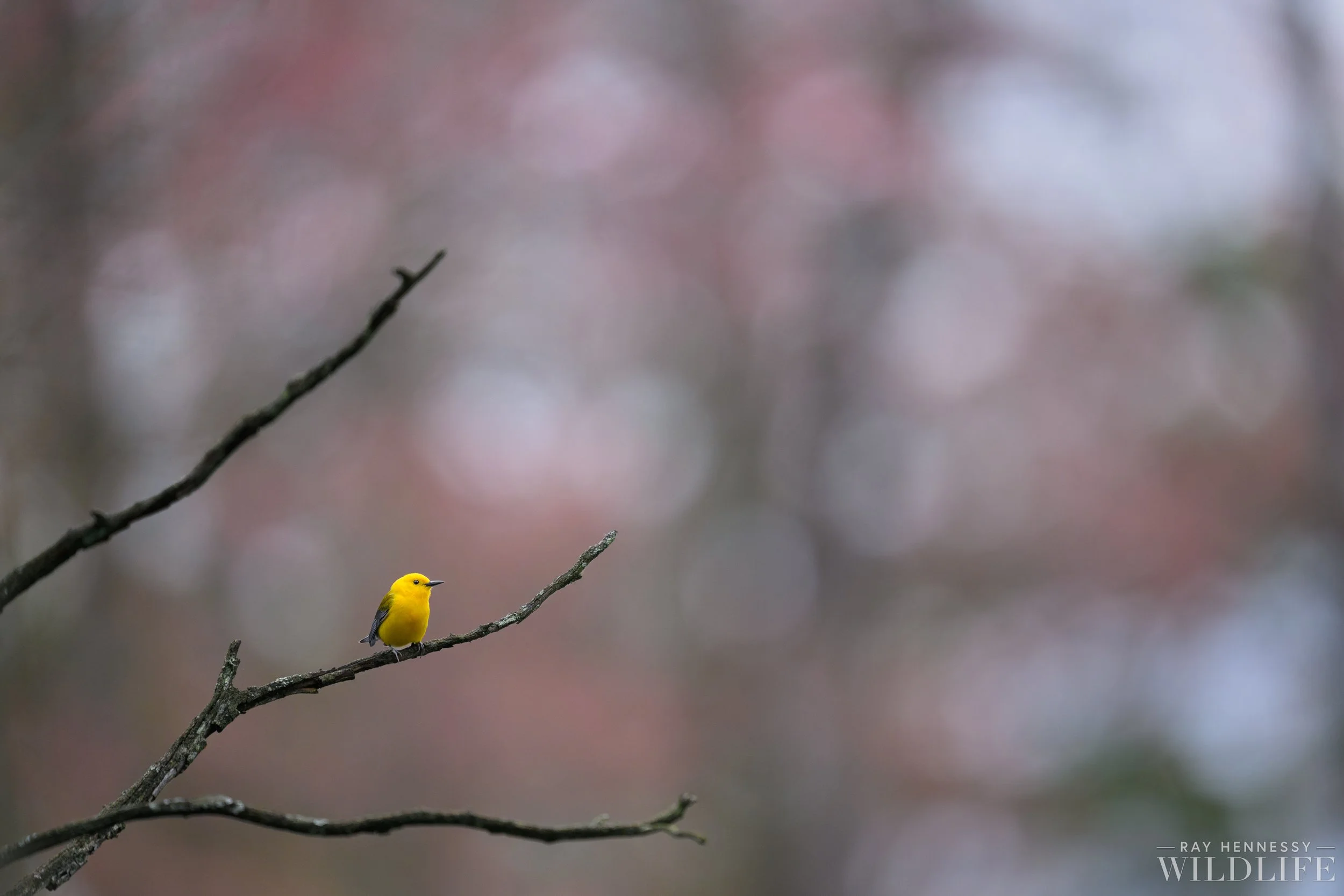 Prothonotary and Red Bokeh — Ray Hennessy Wildlife
