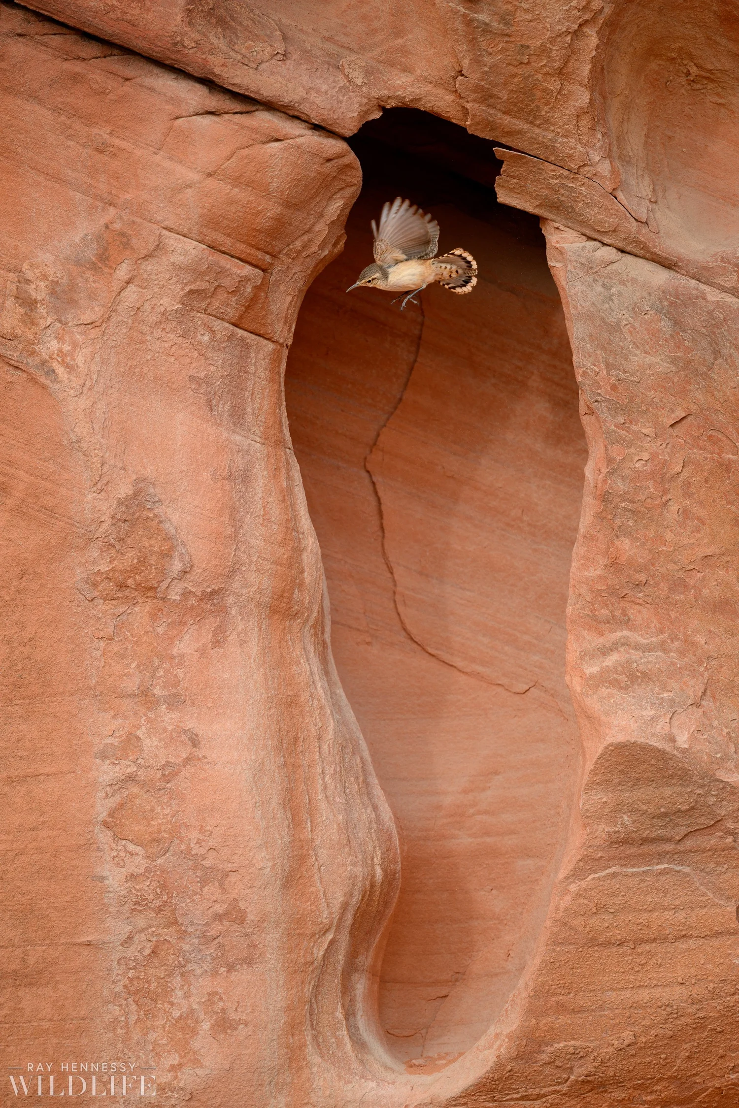 Rock Wren and Rock Curves — Ray Hennessy Wildlife