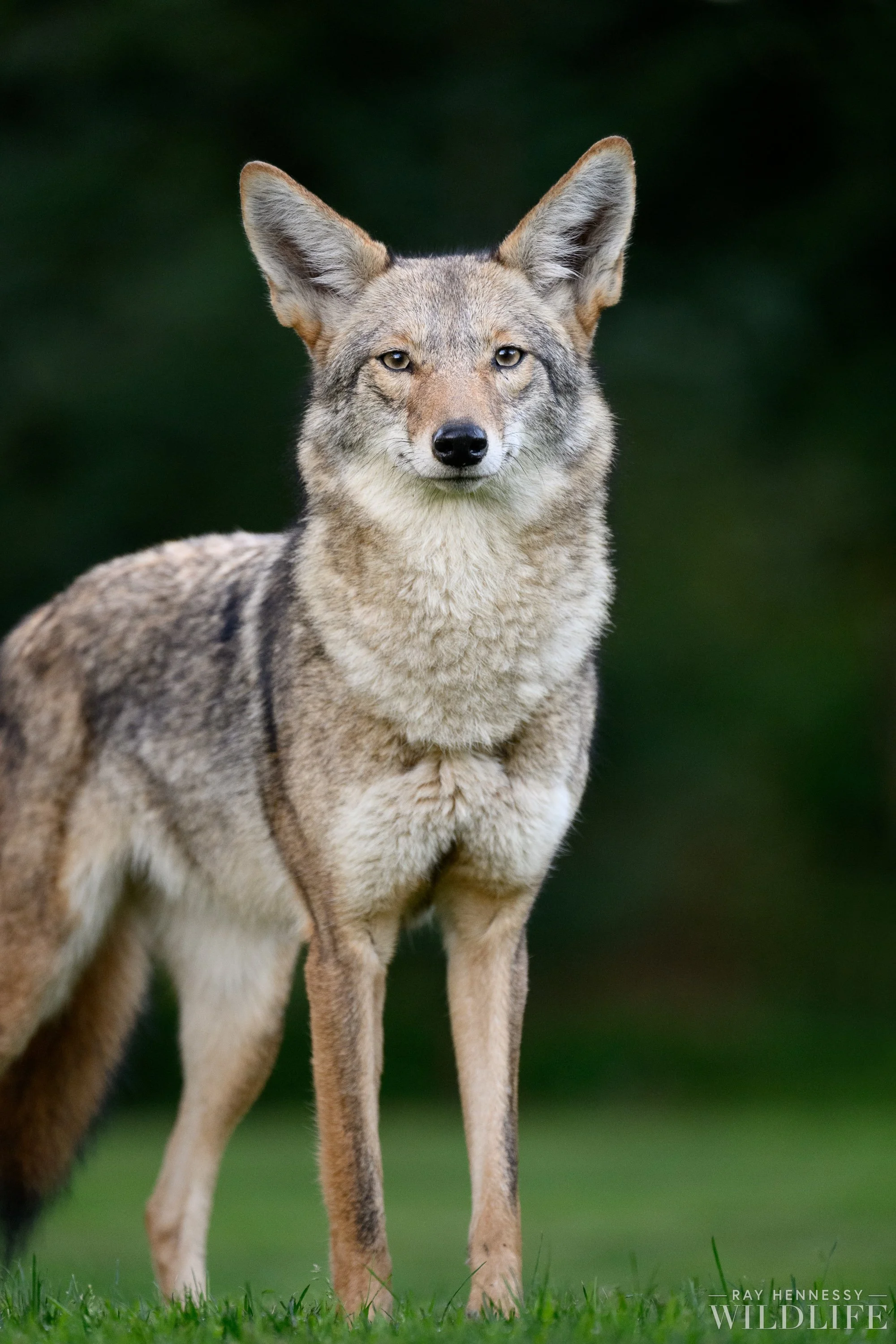 Coyote Portrait — Ray Hennessy Wildlife