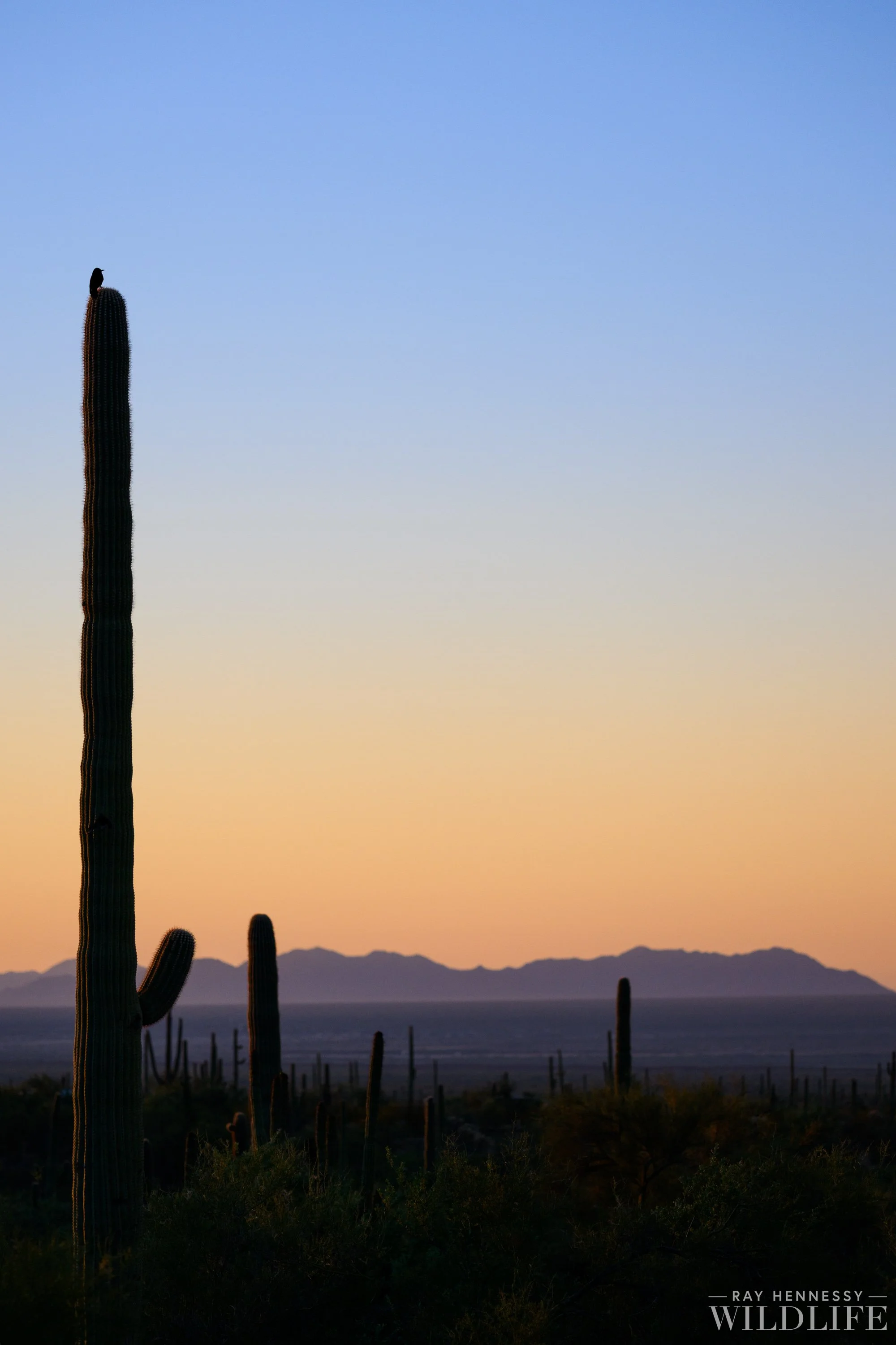 Northern Flicker Desert Scene — Ray Hennessy Wildlife
