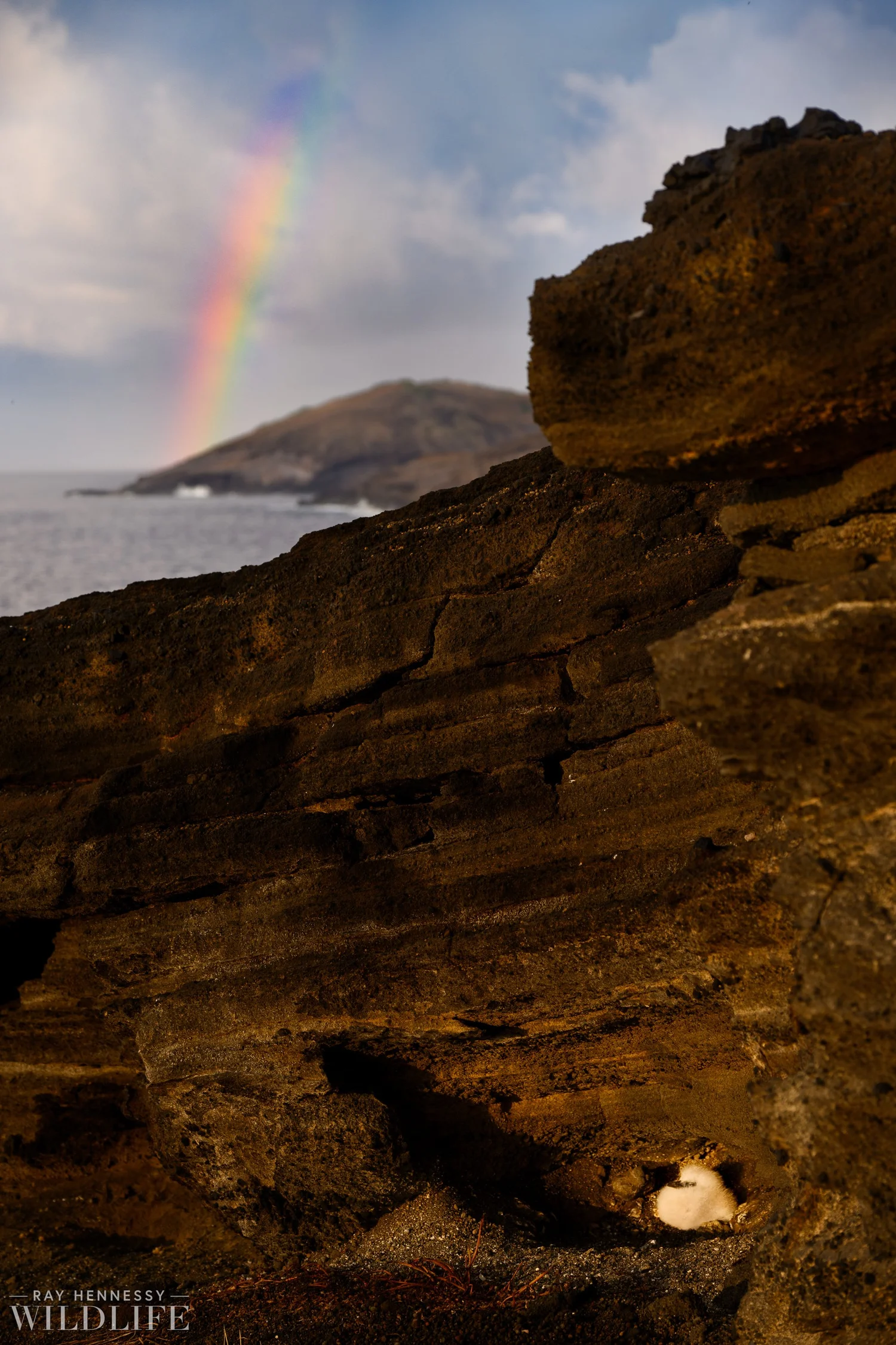 Baby Red-tailed Tropicbird and a Rainbow — Ray Hennessy Wildlife