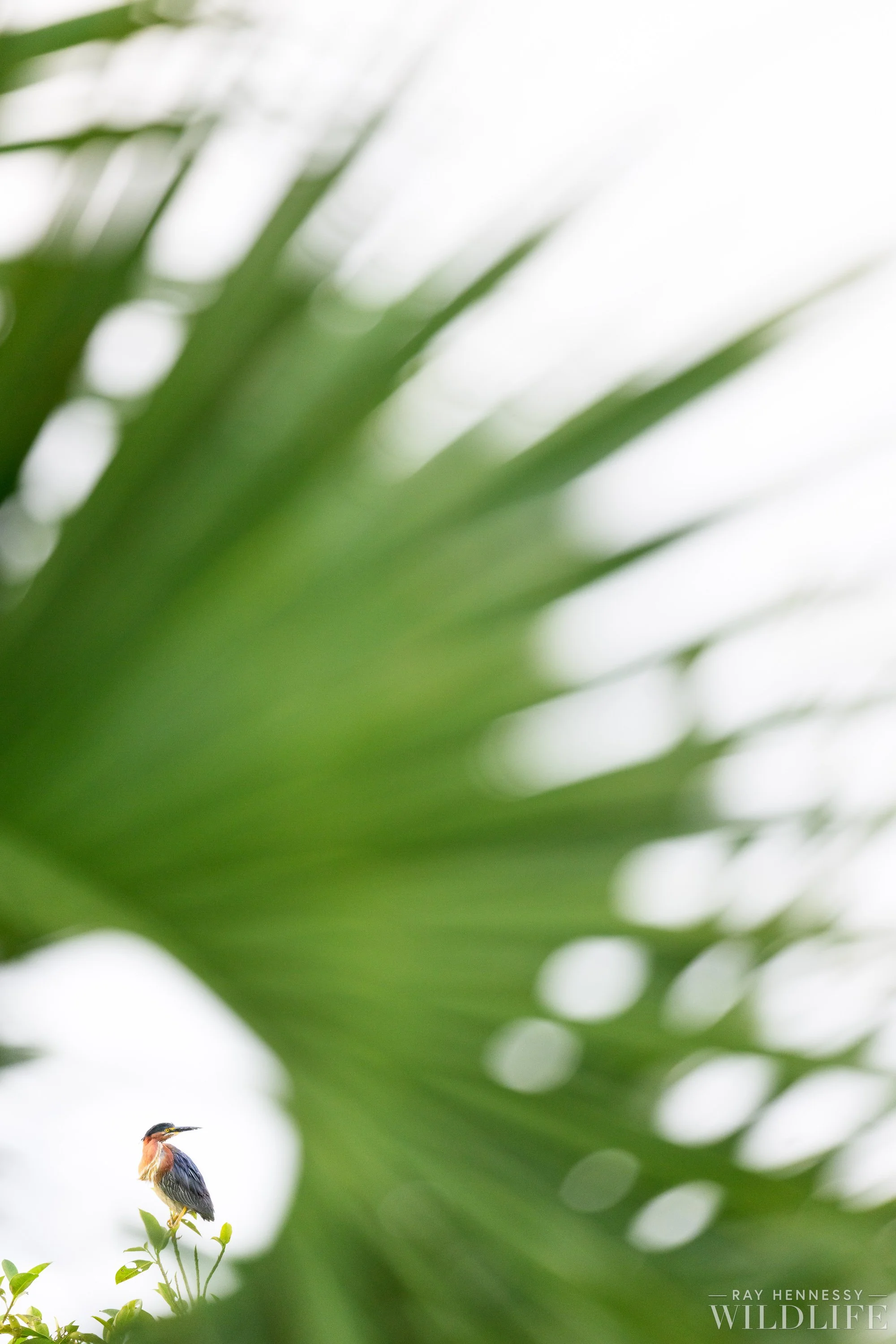 Palm Tree Frame — Ray Hennessy Wildlife