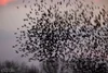 Explosion of Birds — Ray Hennessy Wildlife