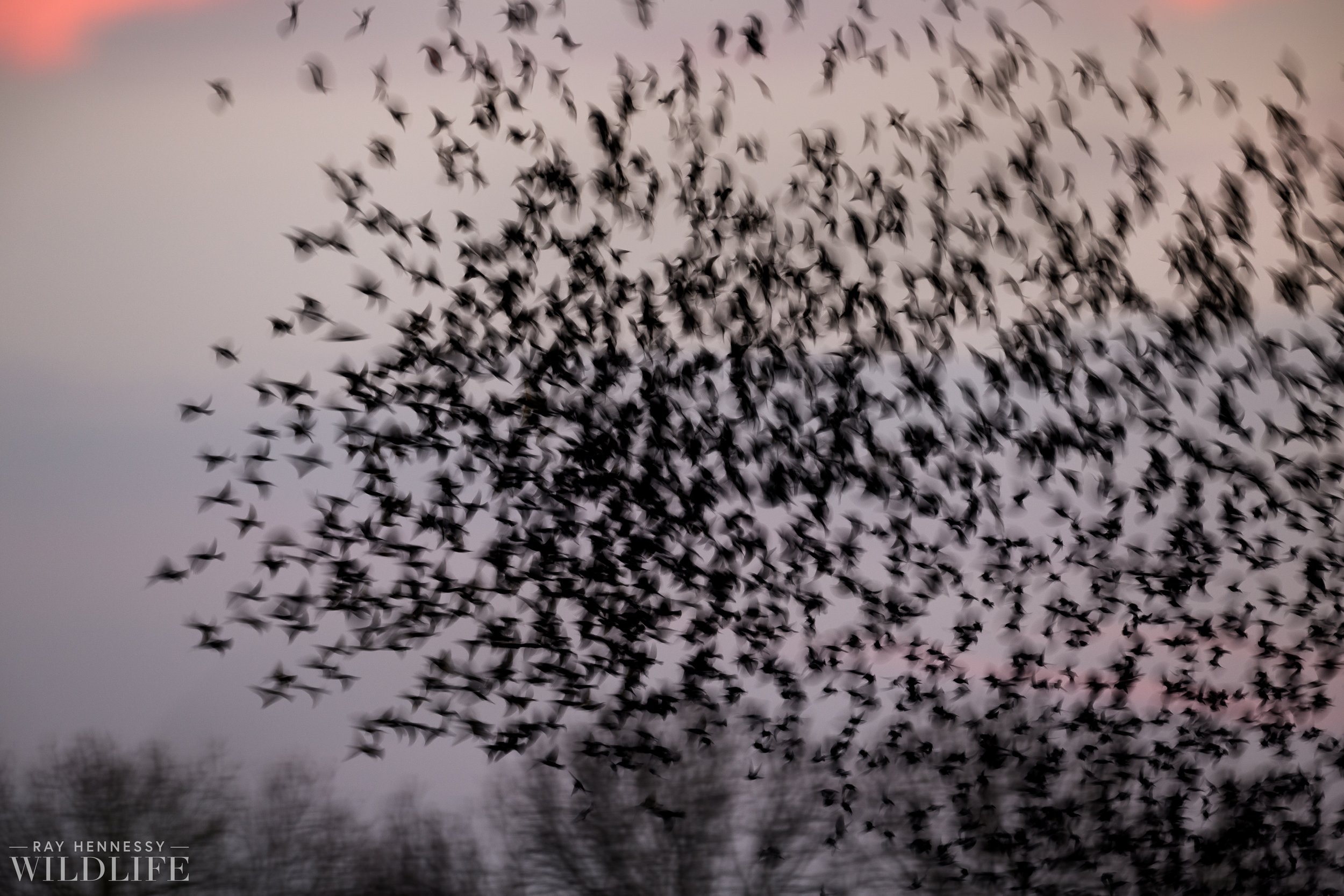 Explosion of Birds — Ray Hennessy Wildlife