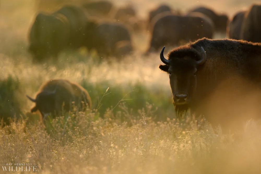 American Bison Herd — Ray Hennessy Wildlife