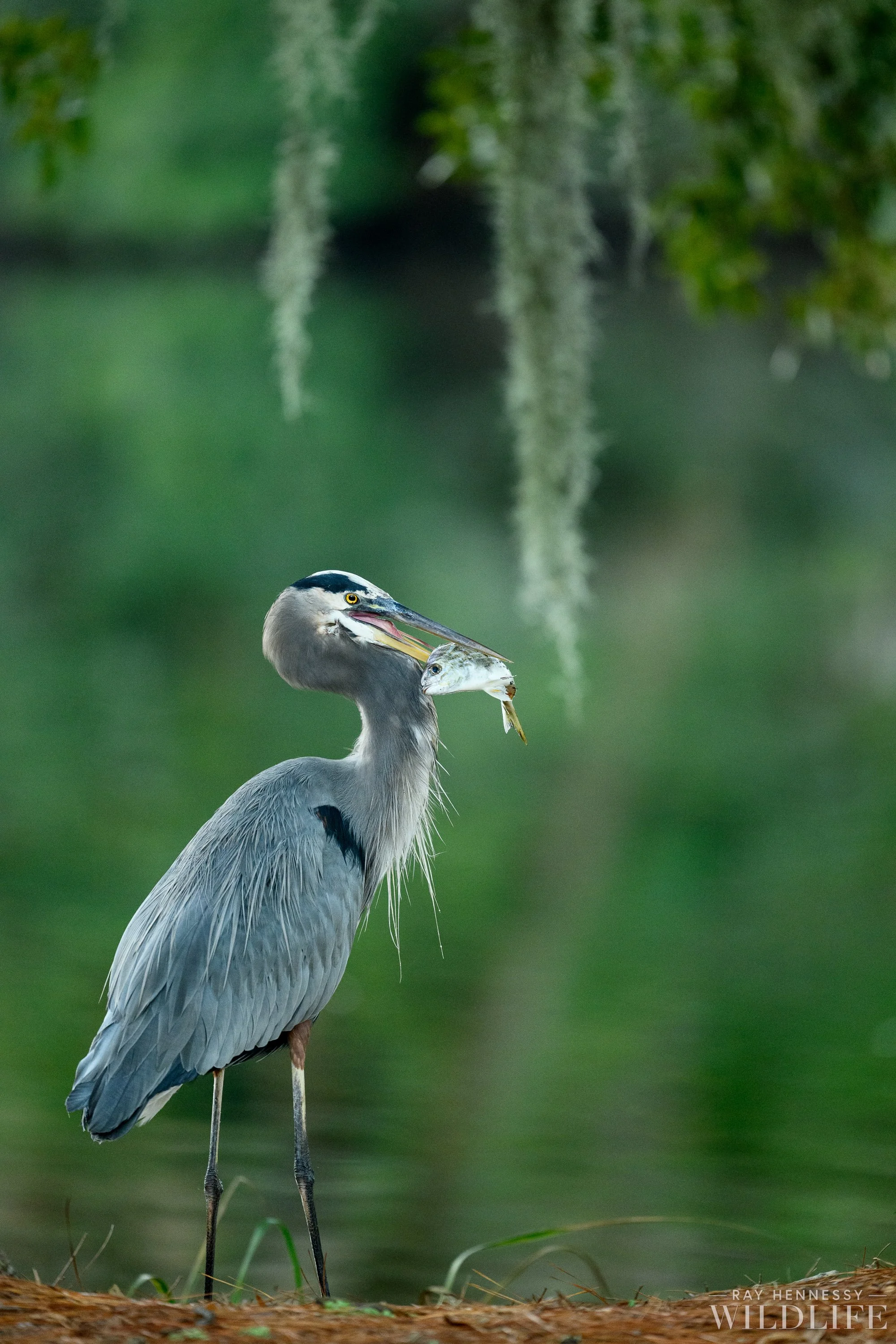 Showing off its Catch — Ray Hennessy Wildlife