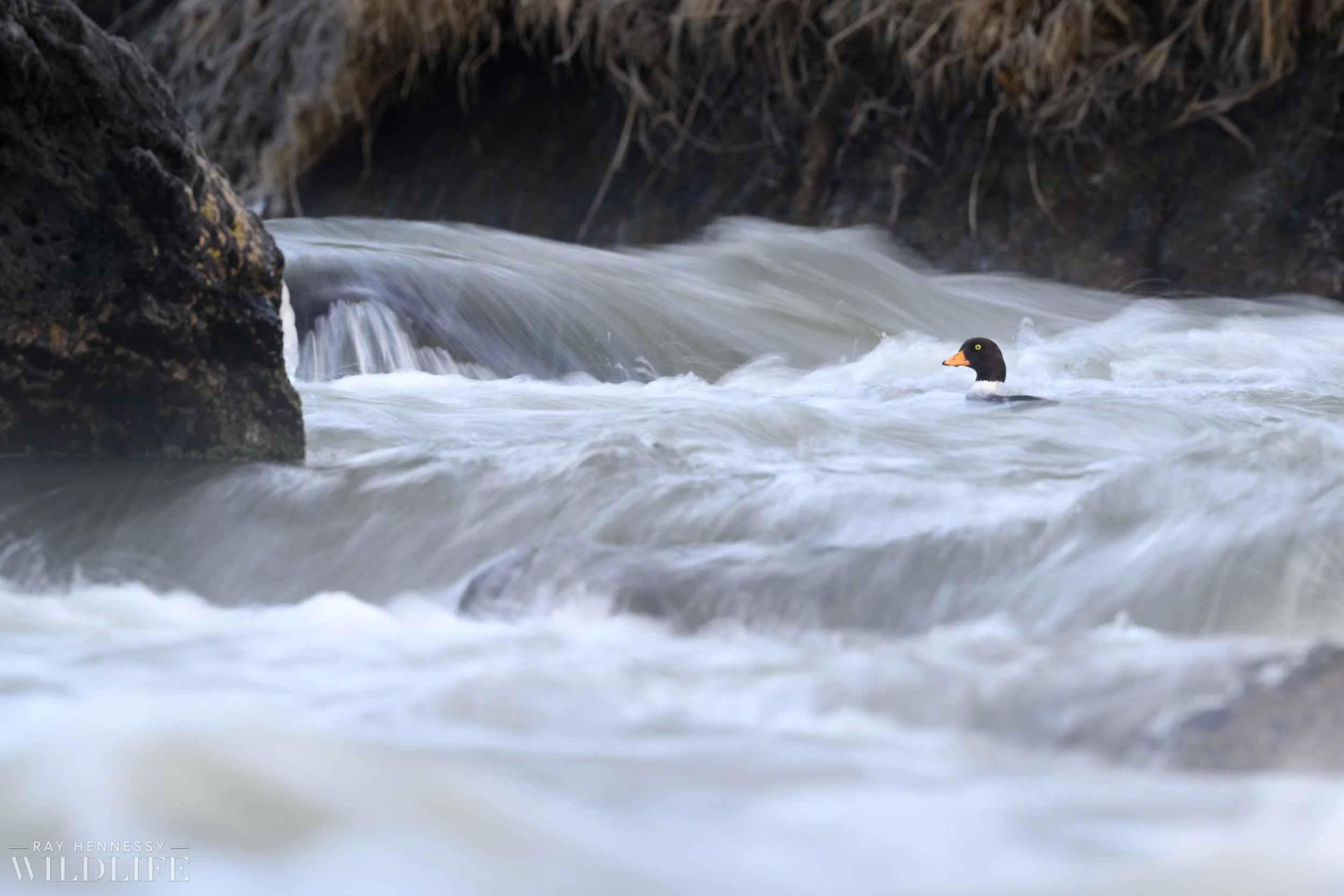 Barrow's Goldeneye in the Rapids — Ray Hennessy Wildlife
