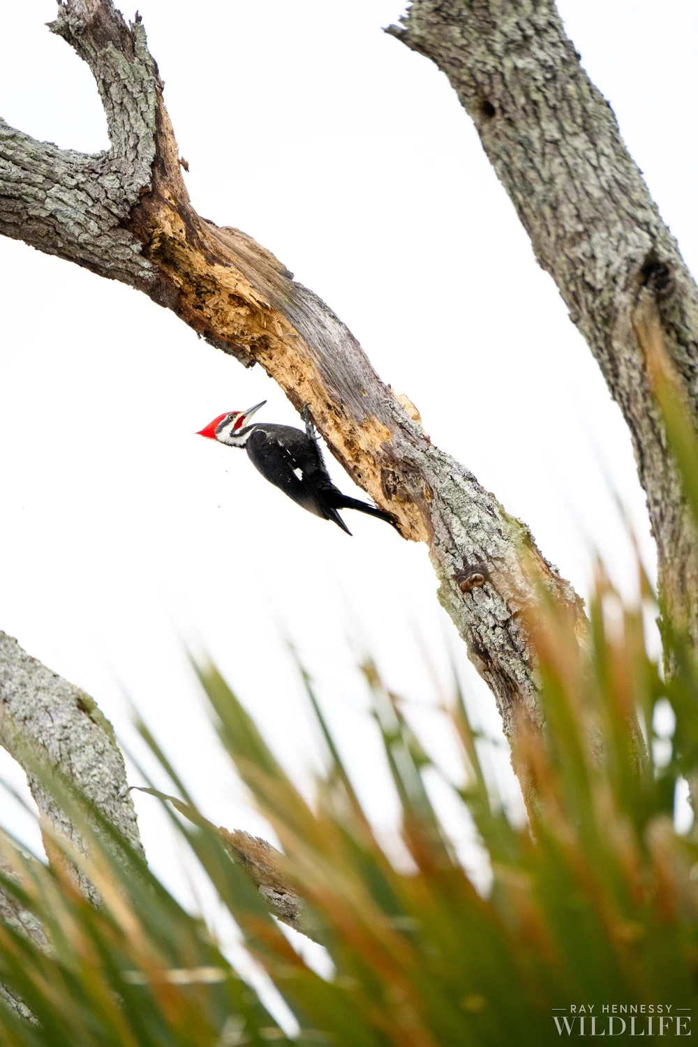 High Key Pileated Woodpecker — Ray Hennessy Wildlife