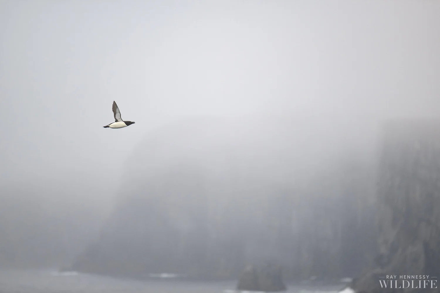 Razorbill in Front of Foggy Cliffs — Ray Hennessy Wildlife