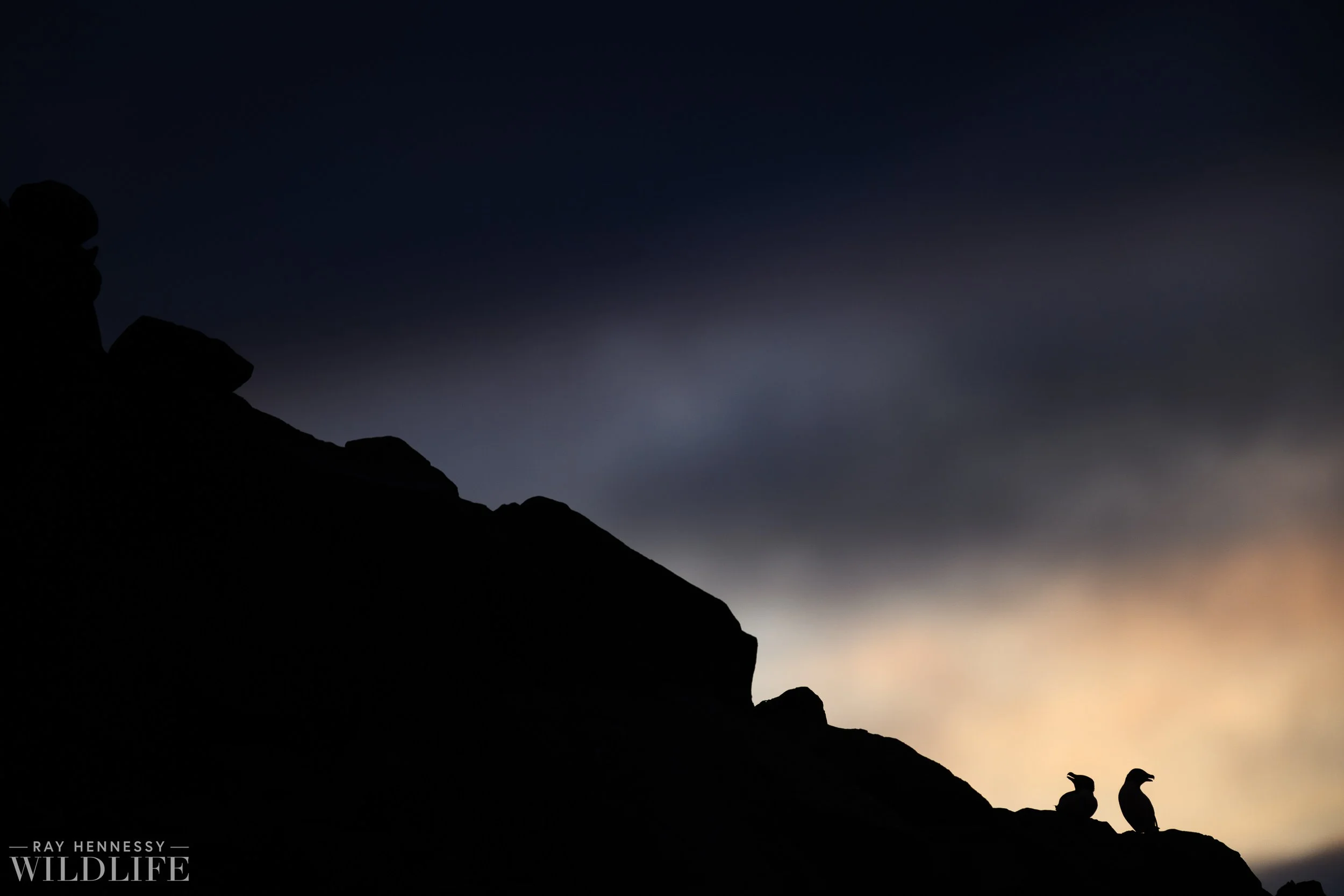 Dramatic Razorbill Pair — Ray Hennessy Wildlife