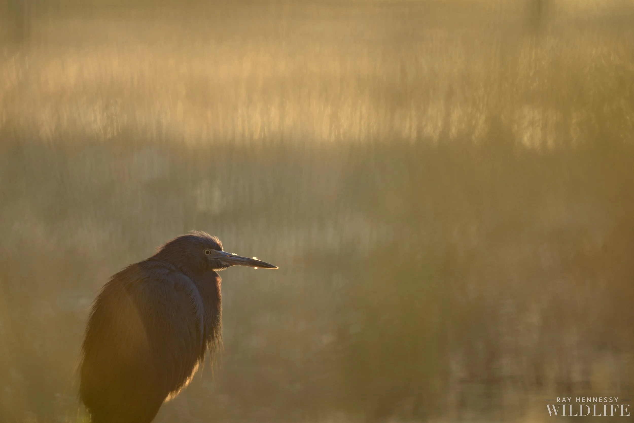 Little Blue Heron with Textures — Ray Hennessy Wildlife