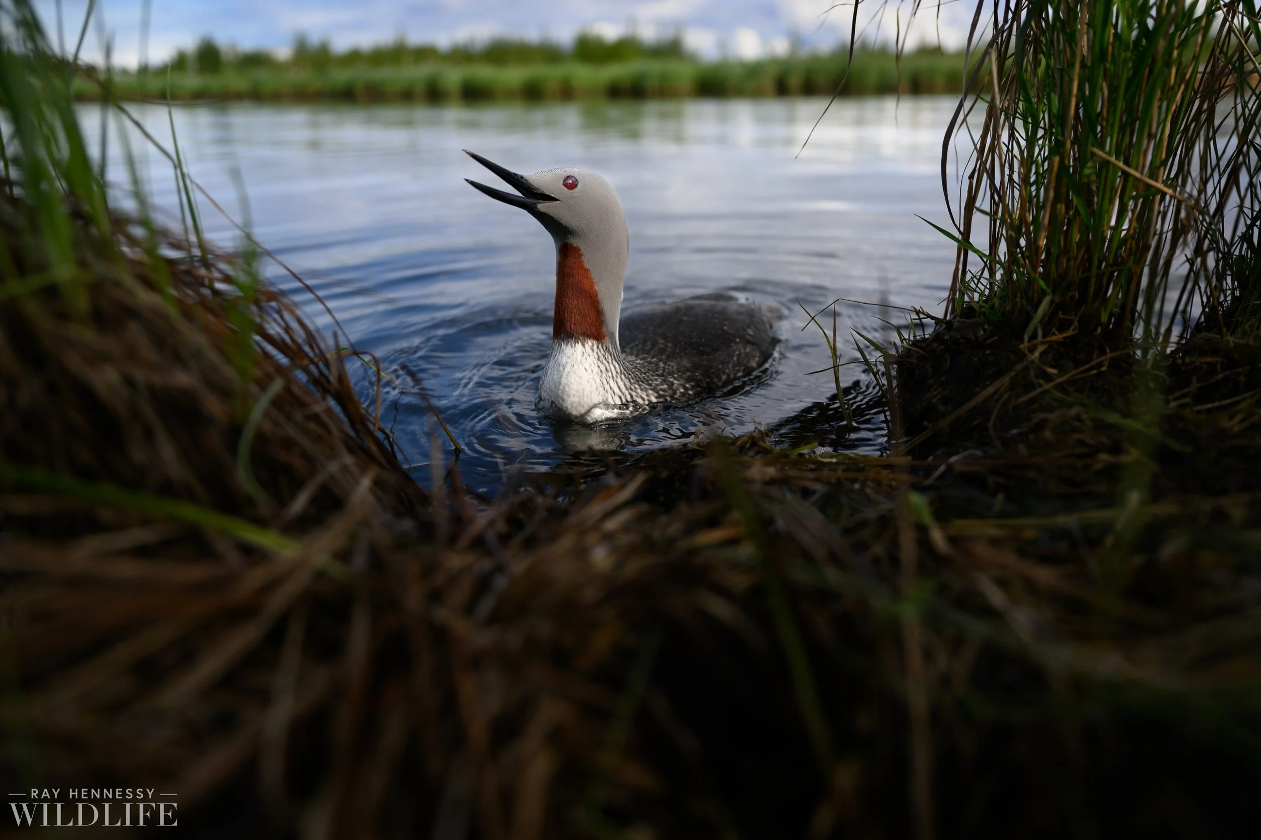 Red-throated Loon — Ray Hennessy Wildlife