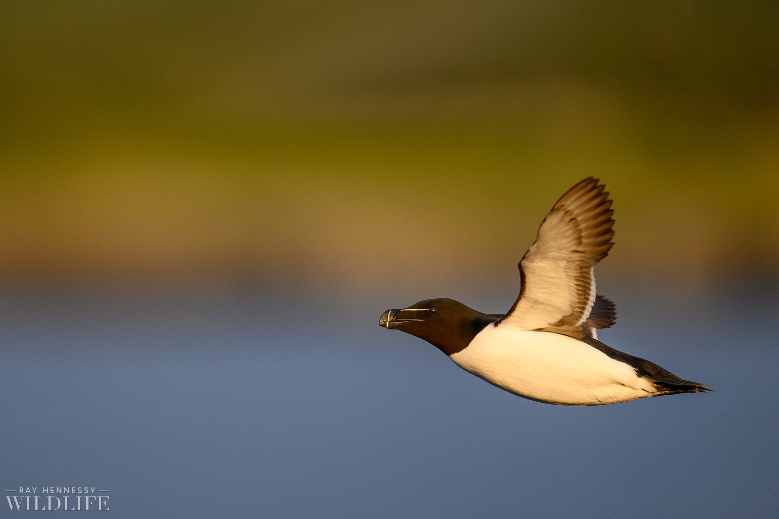 Razorbill in Flight — Ray Hennessy Wildlife