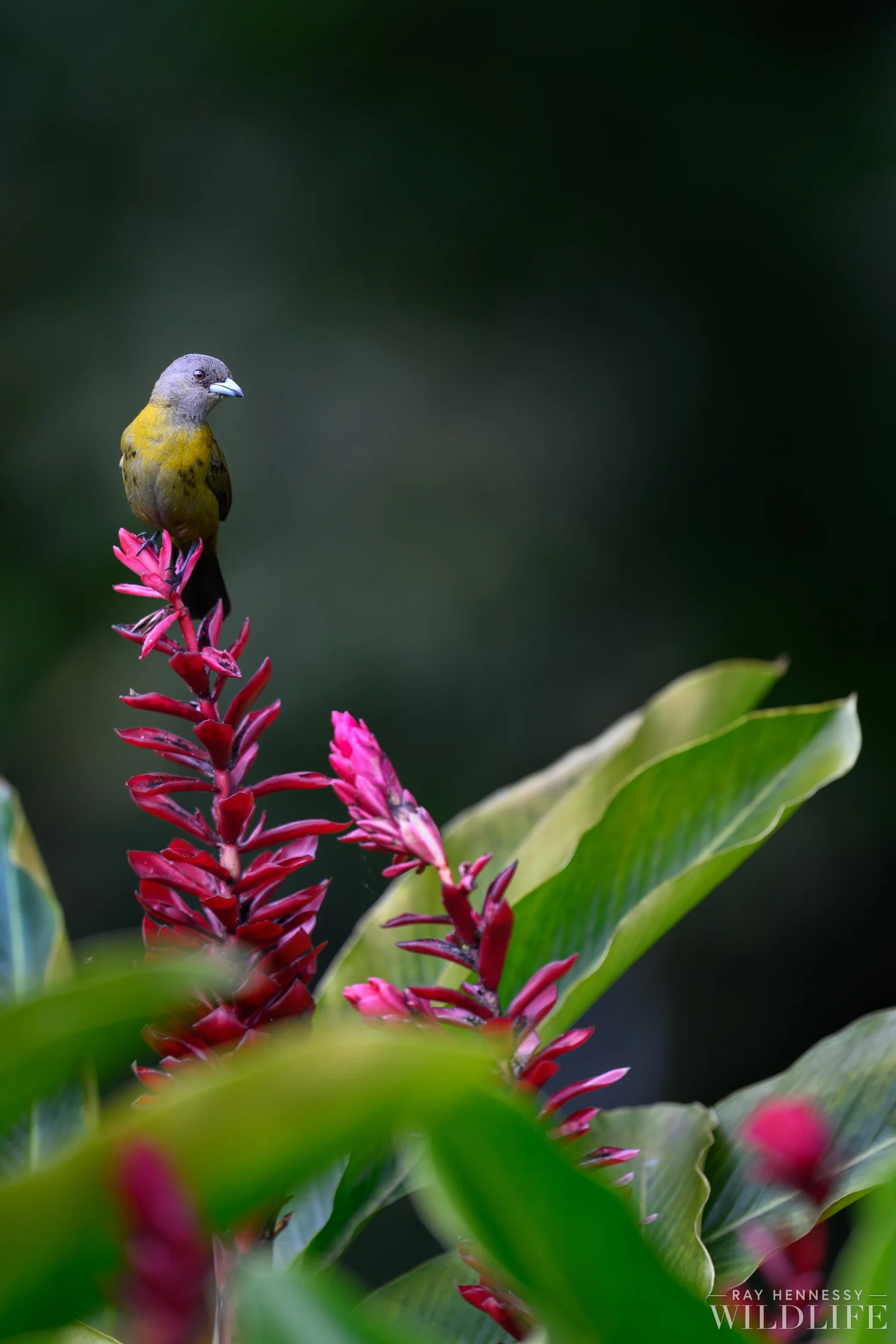 Female Scarlet-rumped Tanager — Ray Hennessy Wildlife
