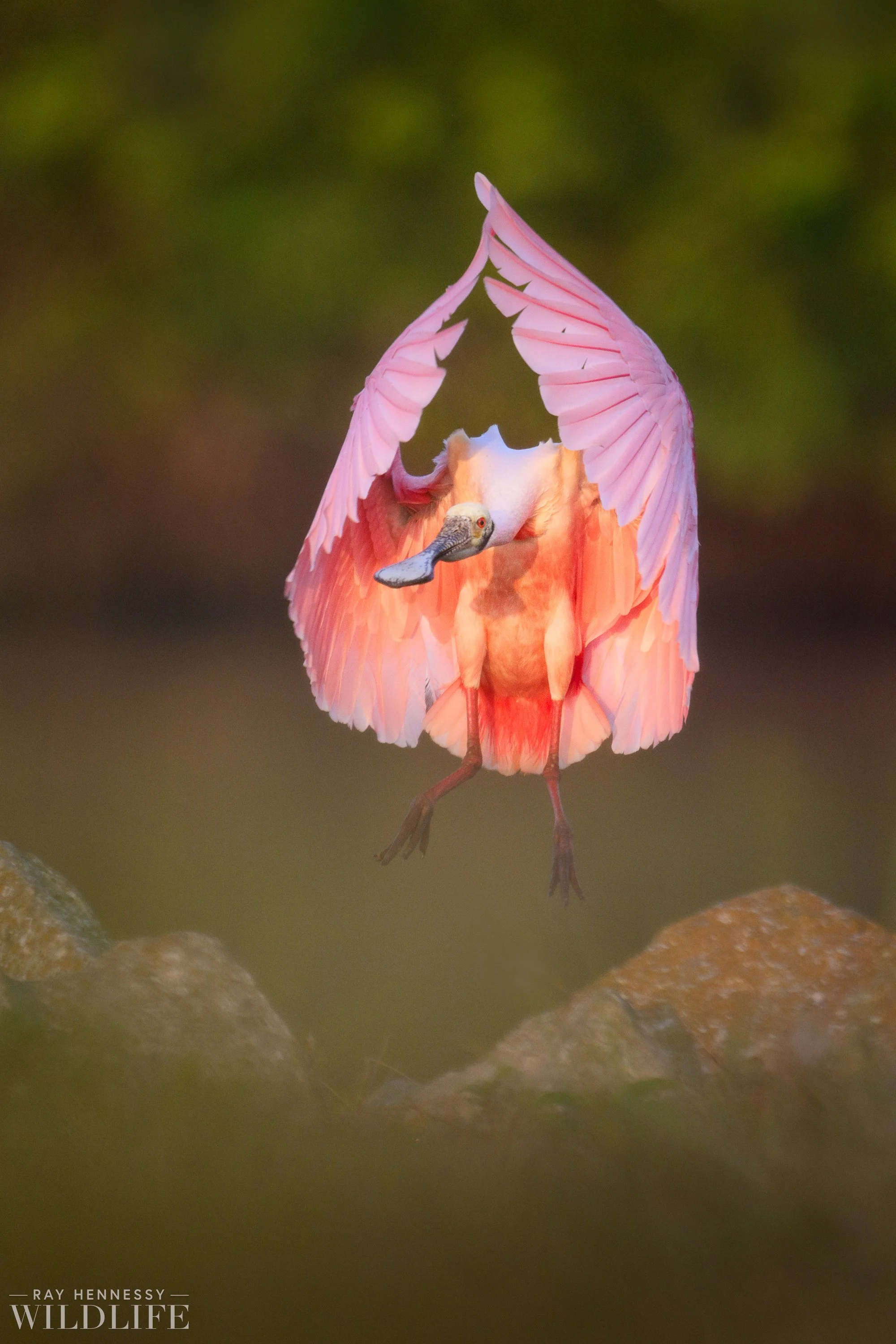 Touching Wing Tips — Ray Hennessy Wildlife