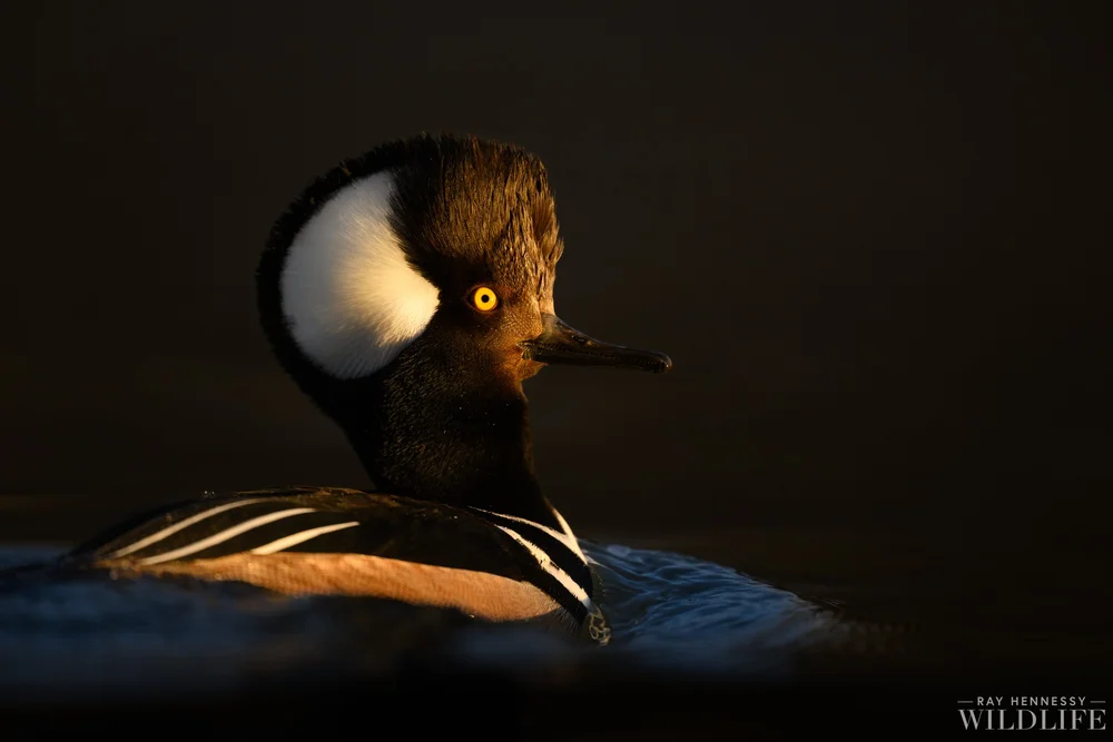 Hoodie Close-up — Ray Hennessy Wildlife