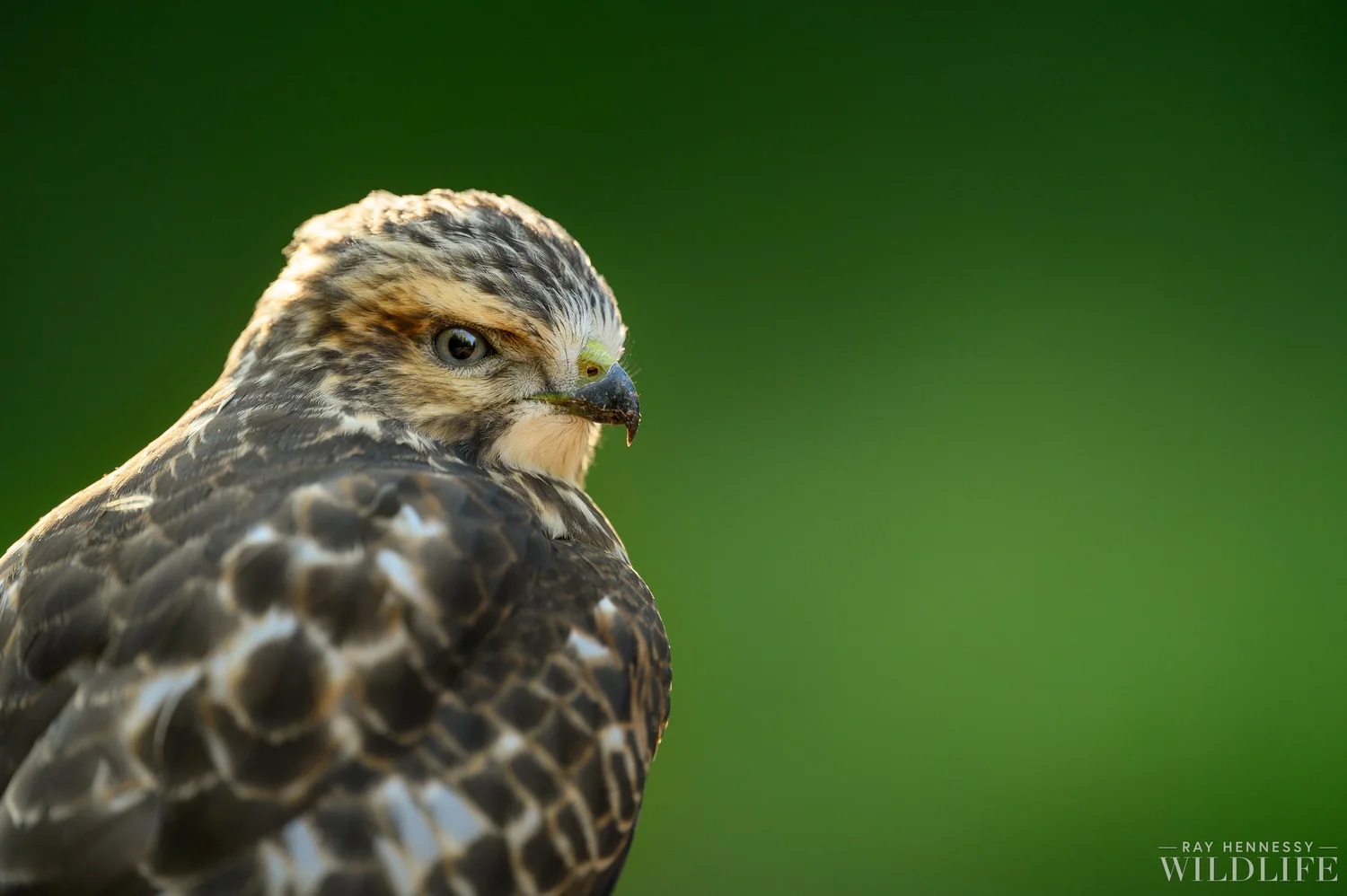 Juvenile Hawk Portrait — Ray Hennessy Wildlife