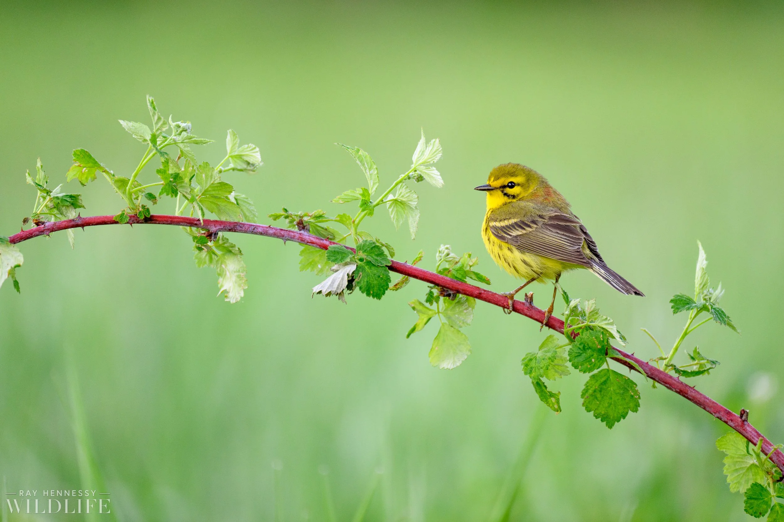 Thorny Perch Prairie — Ray Hennessy Wildlife