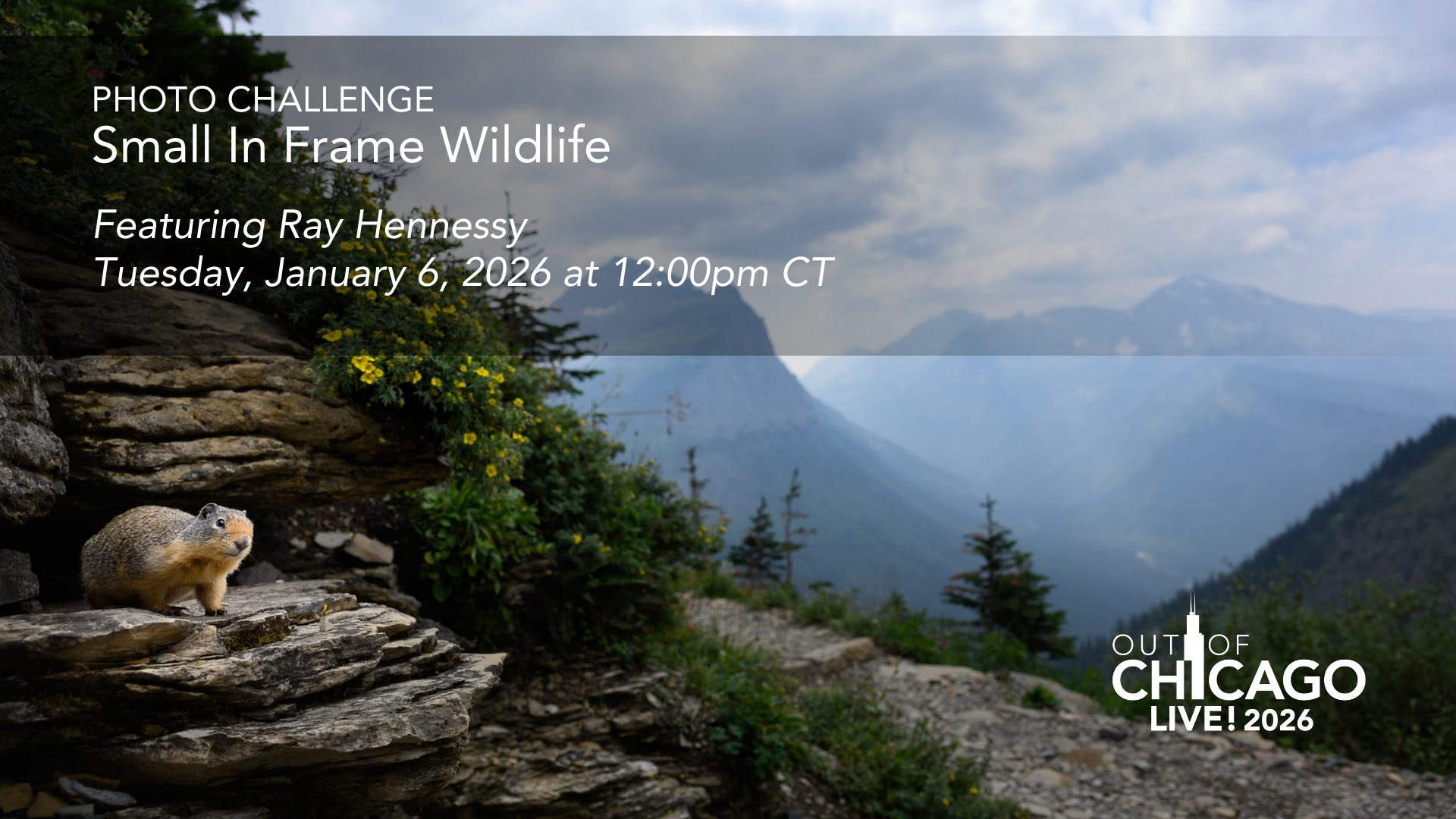 Small in Frame Wildlife Photo Challenge - Out of Chicago Live Free ...