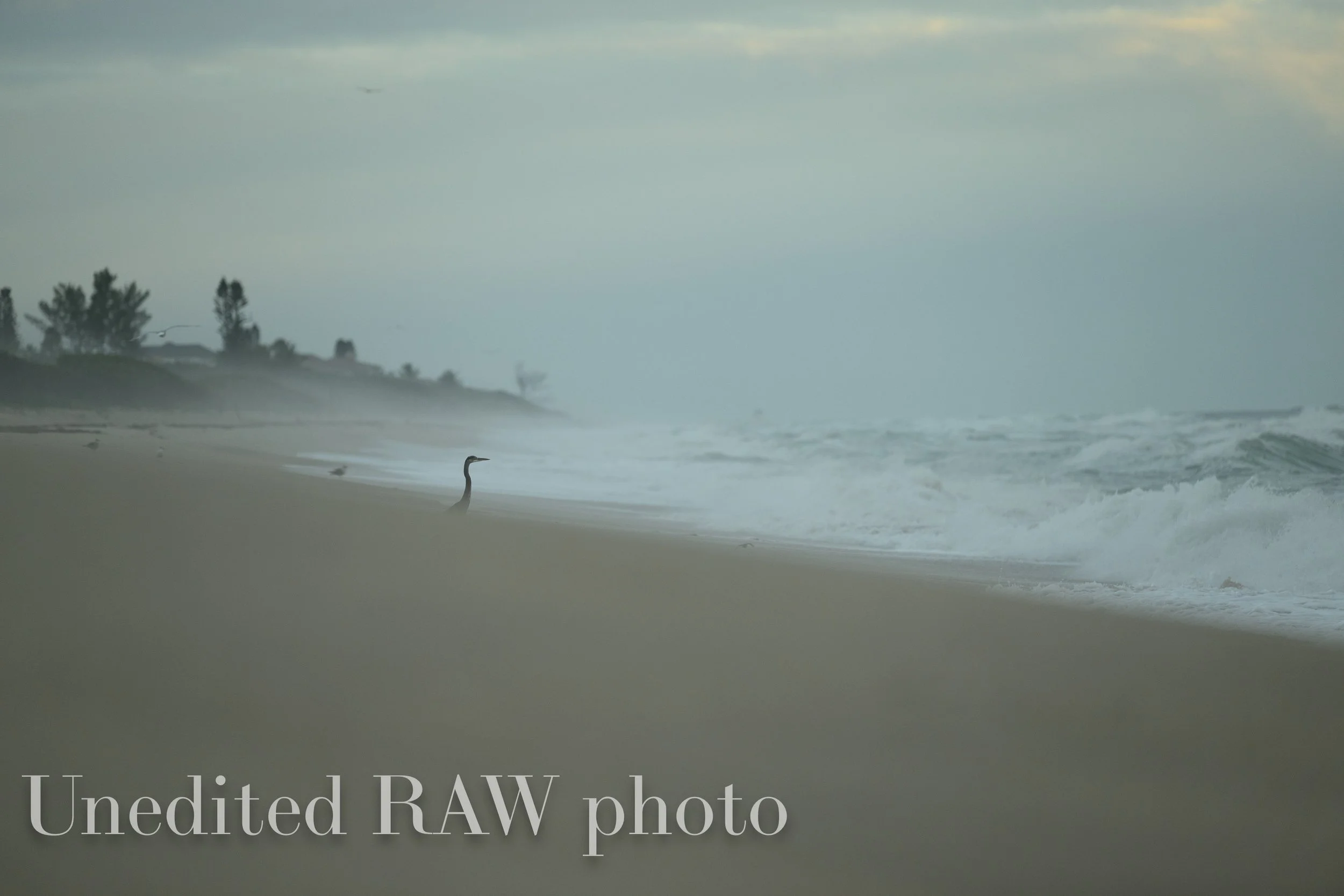 Beach Hunter — Ray Hennessy Wildlife