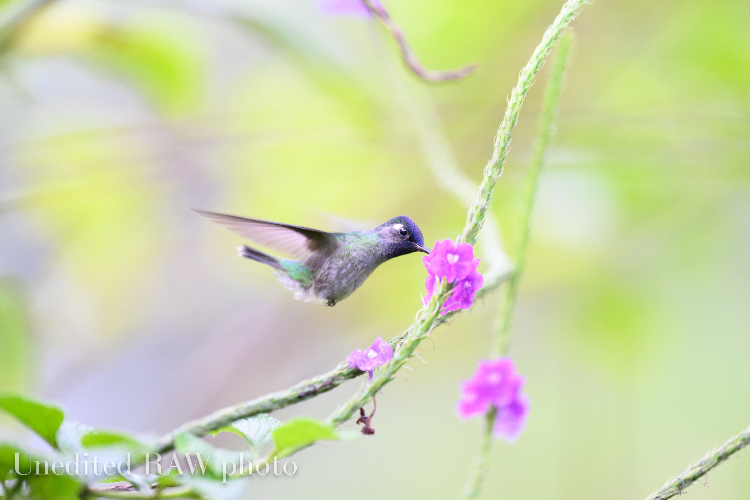 Violet-headed Hummingbird — Ray Hennessy Wildlife