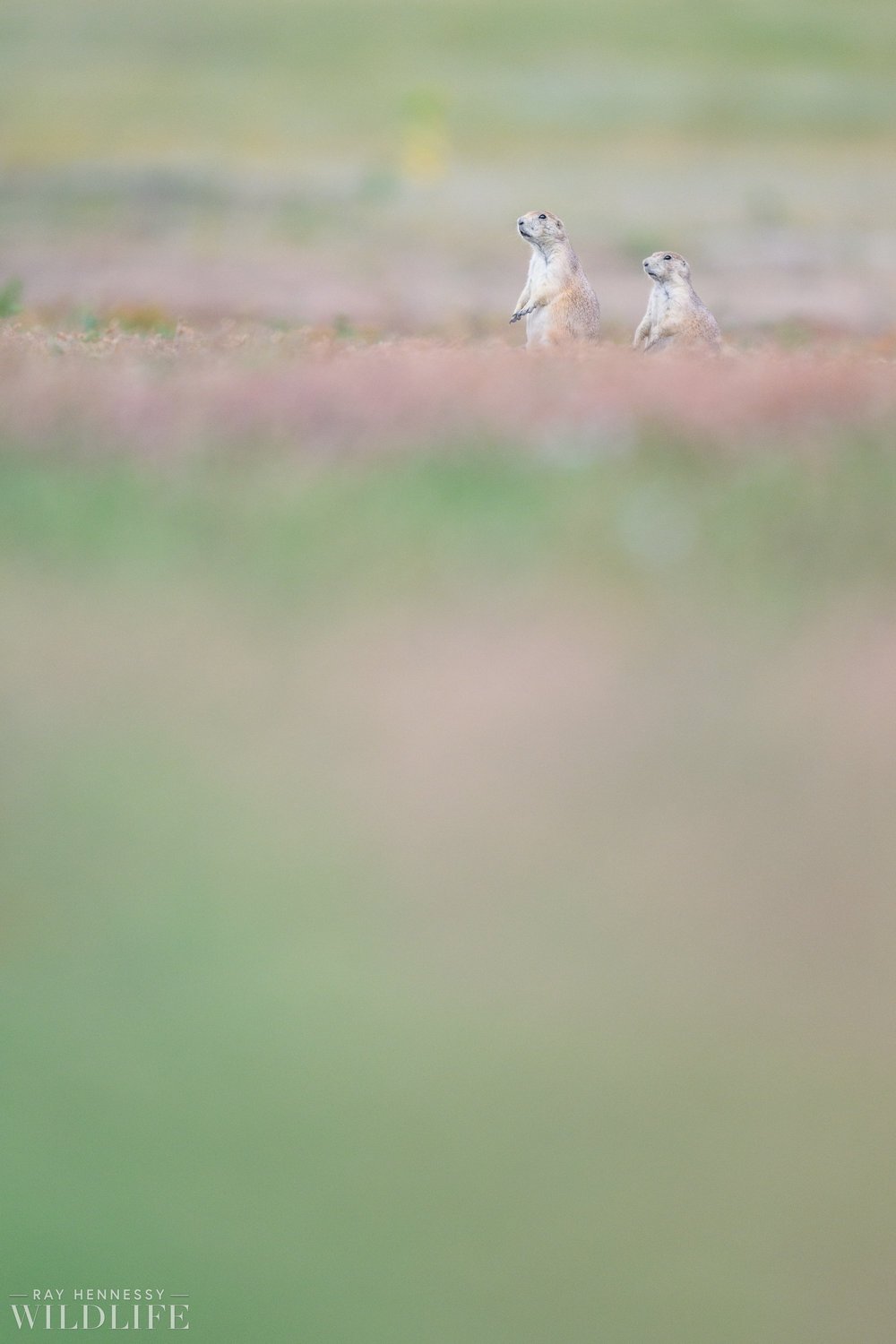 Praire Dog Pair — Ray Hennessy Wildlife