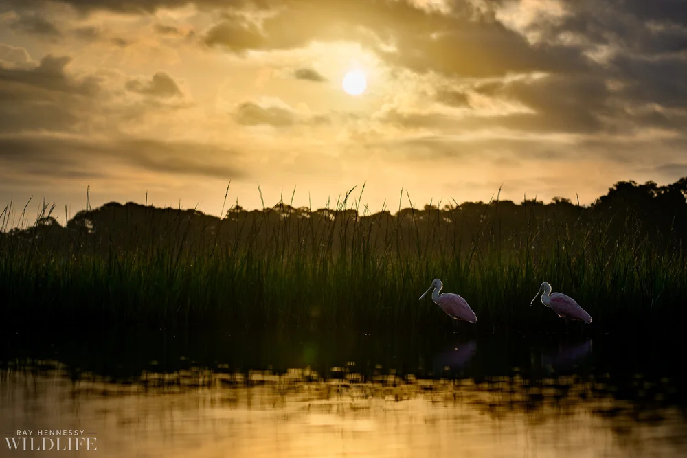 Sunrise in the Marsh — Ray Hennessy Wildlife