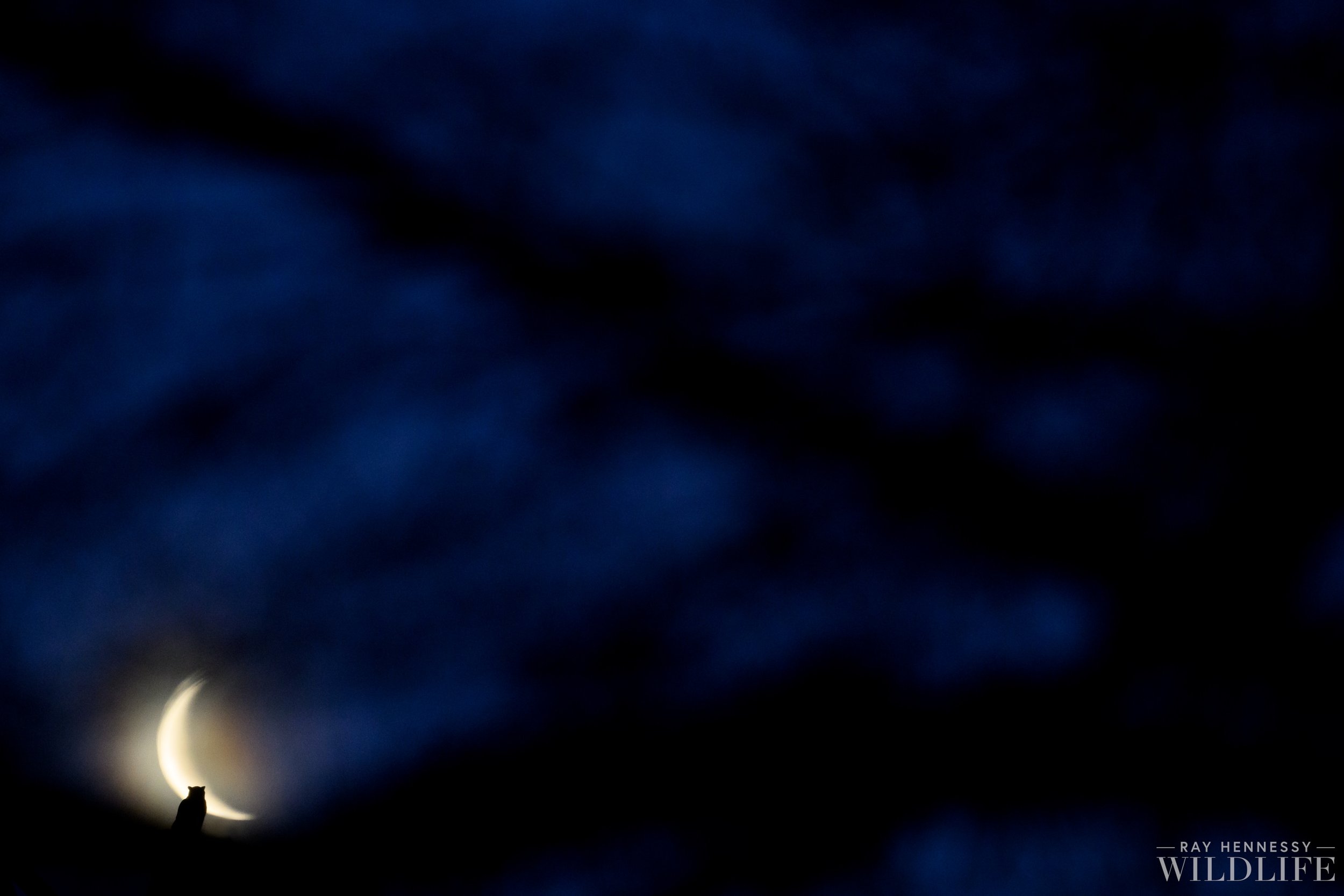 Great-horned and the Moon — Ray Hennessy Wildlife