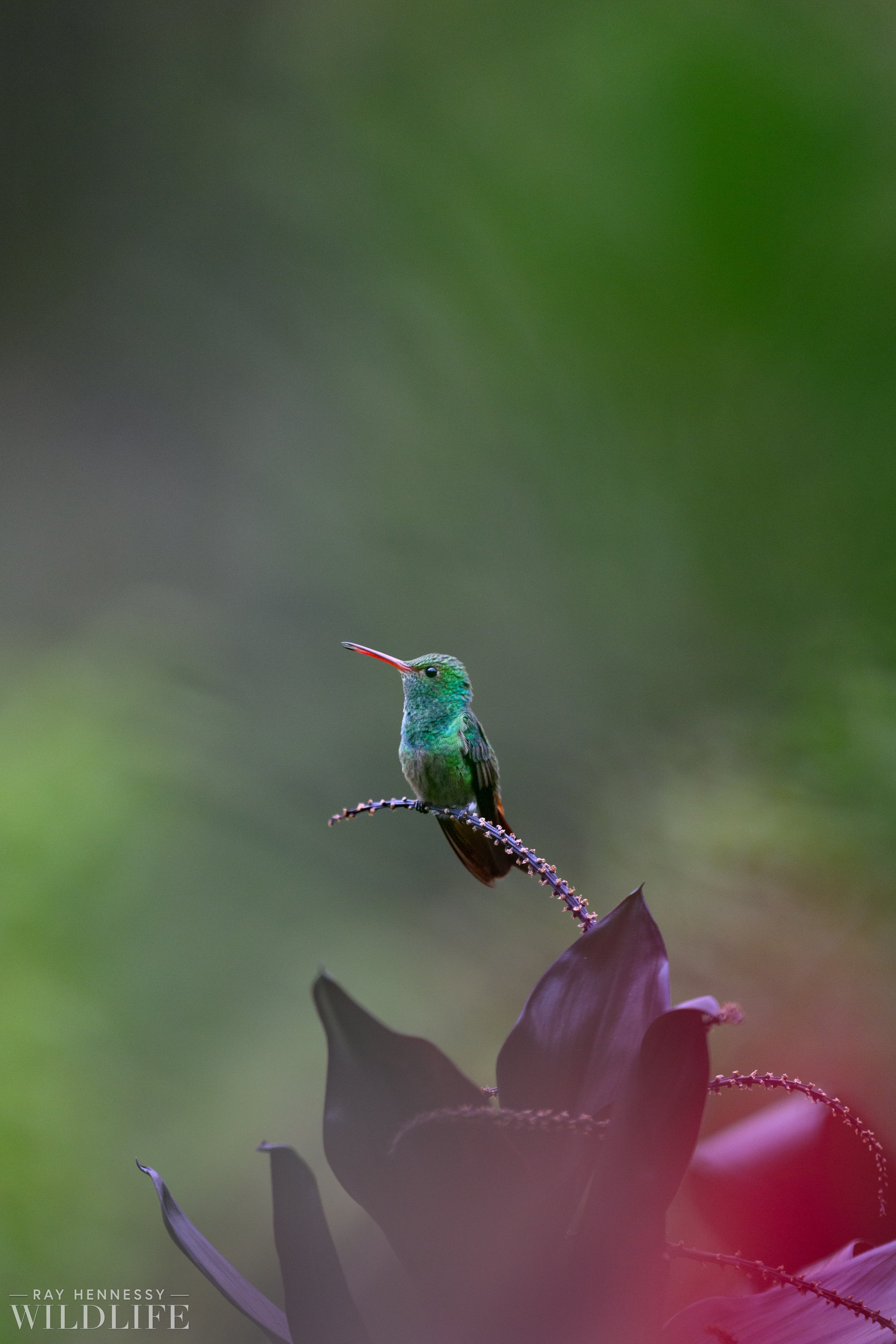 Rufous-tailed Hummingbird Portrait — Ray Hennessy Wildlife