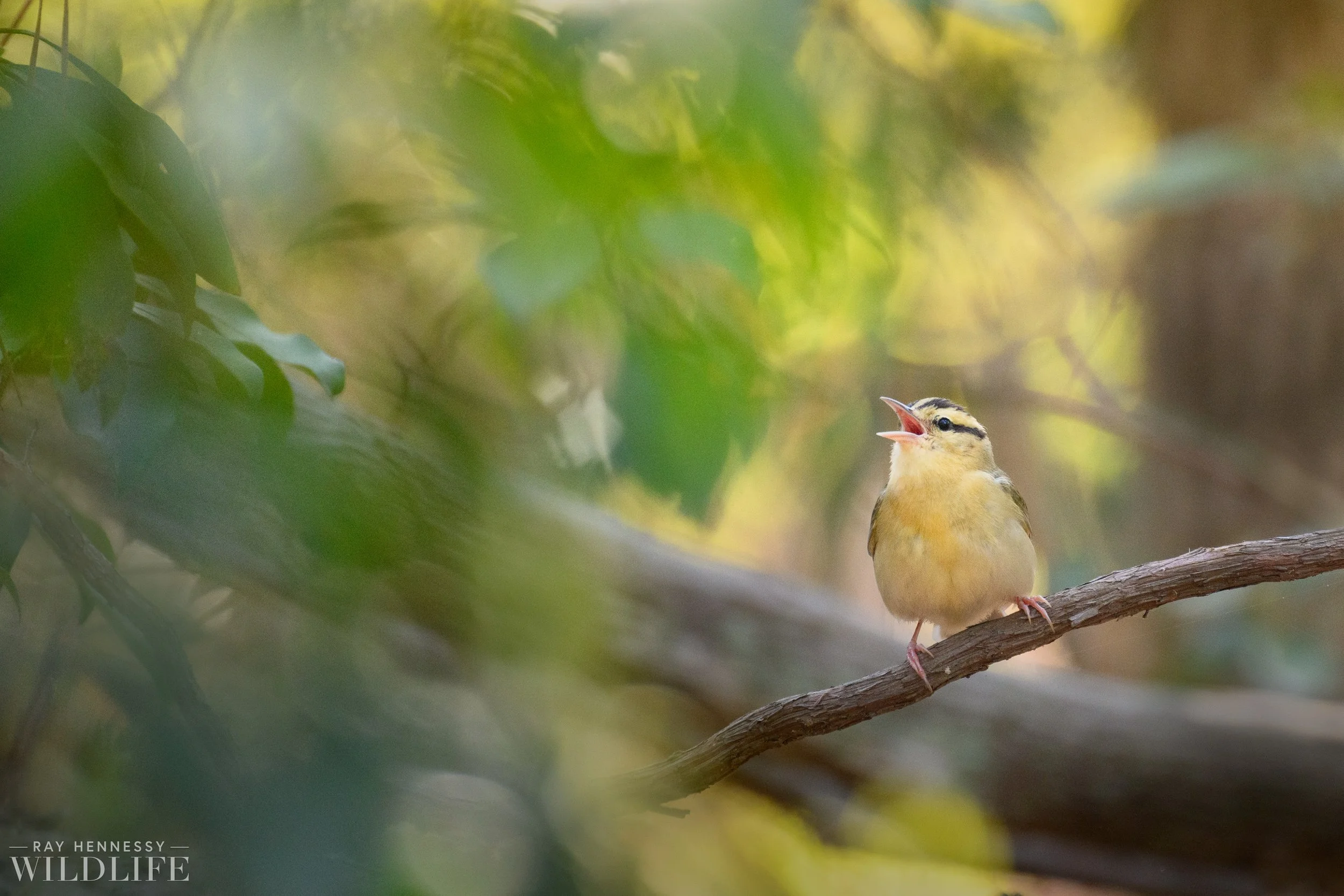 Singing Among the Leaves — Ray Hennessy Wildlife