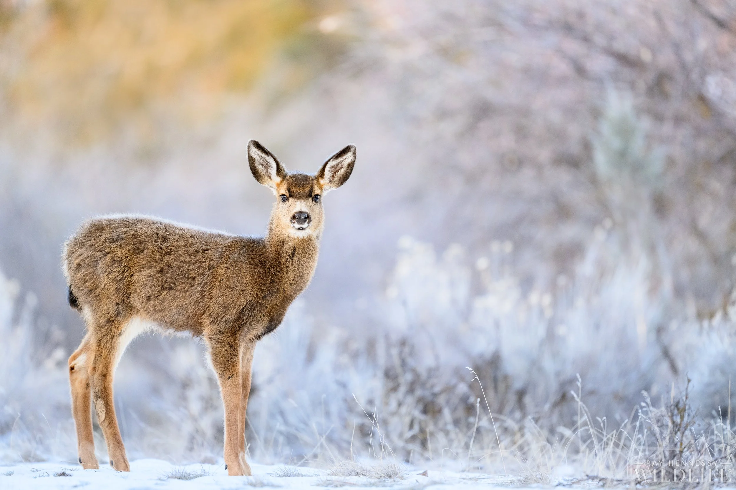 Cute Young Mule Deer — Ray Hennessy Wildlife