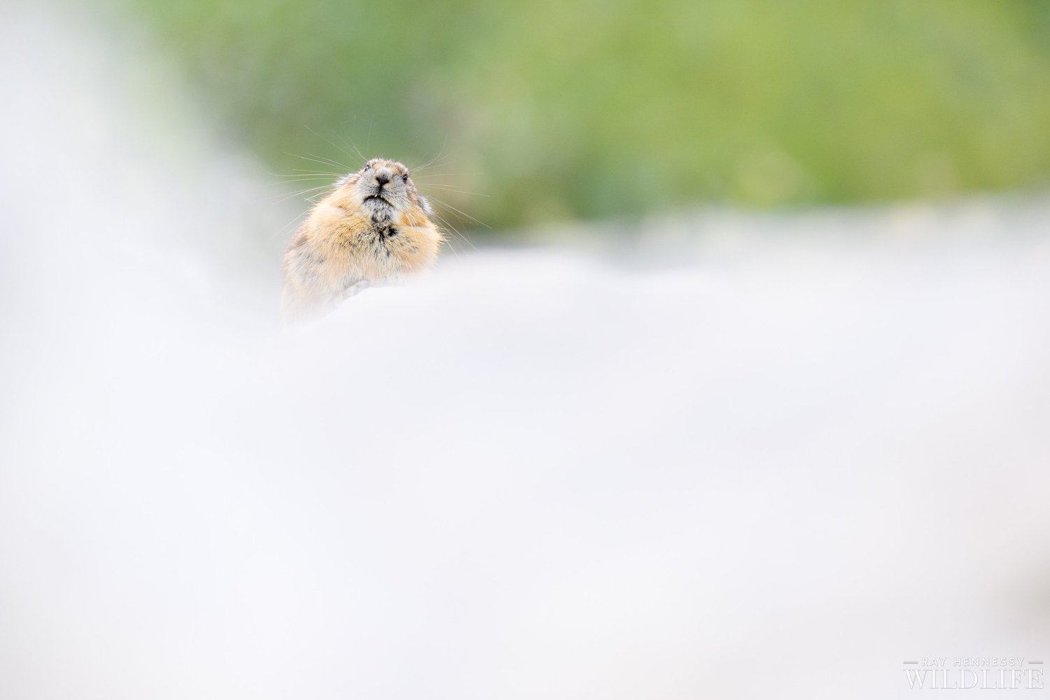 Curious Pika — Ray Hennessy Wildlife
