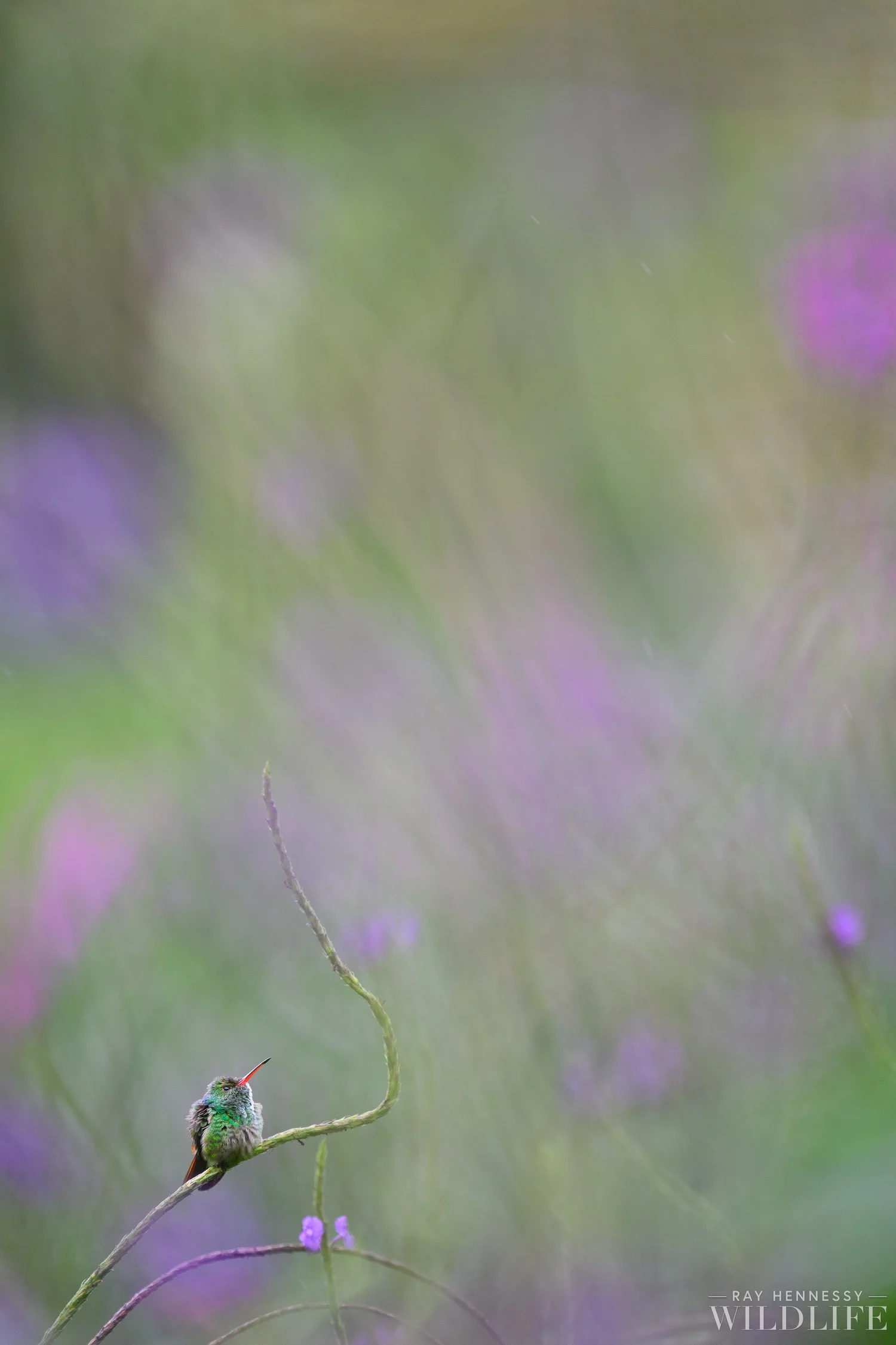 Hummingbird Textures — Ray Hennessy Wildlife