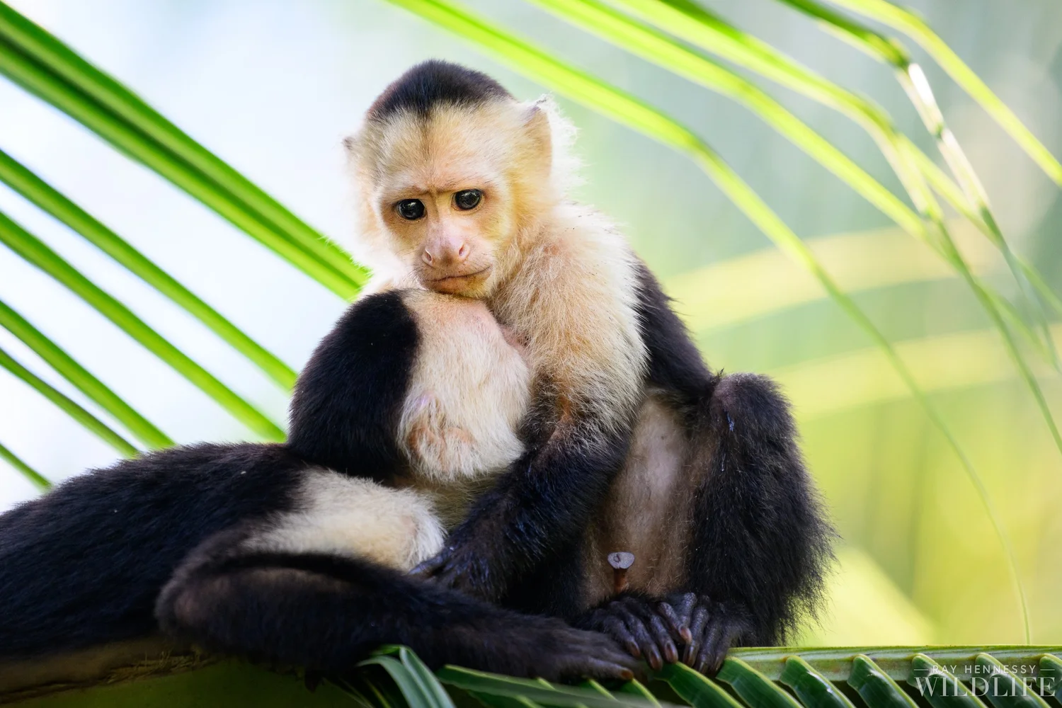 Monkey Snuggle — Ray Hennessy Wildlife