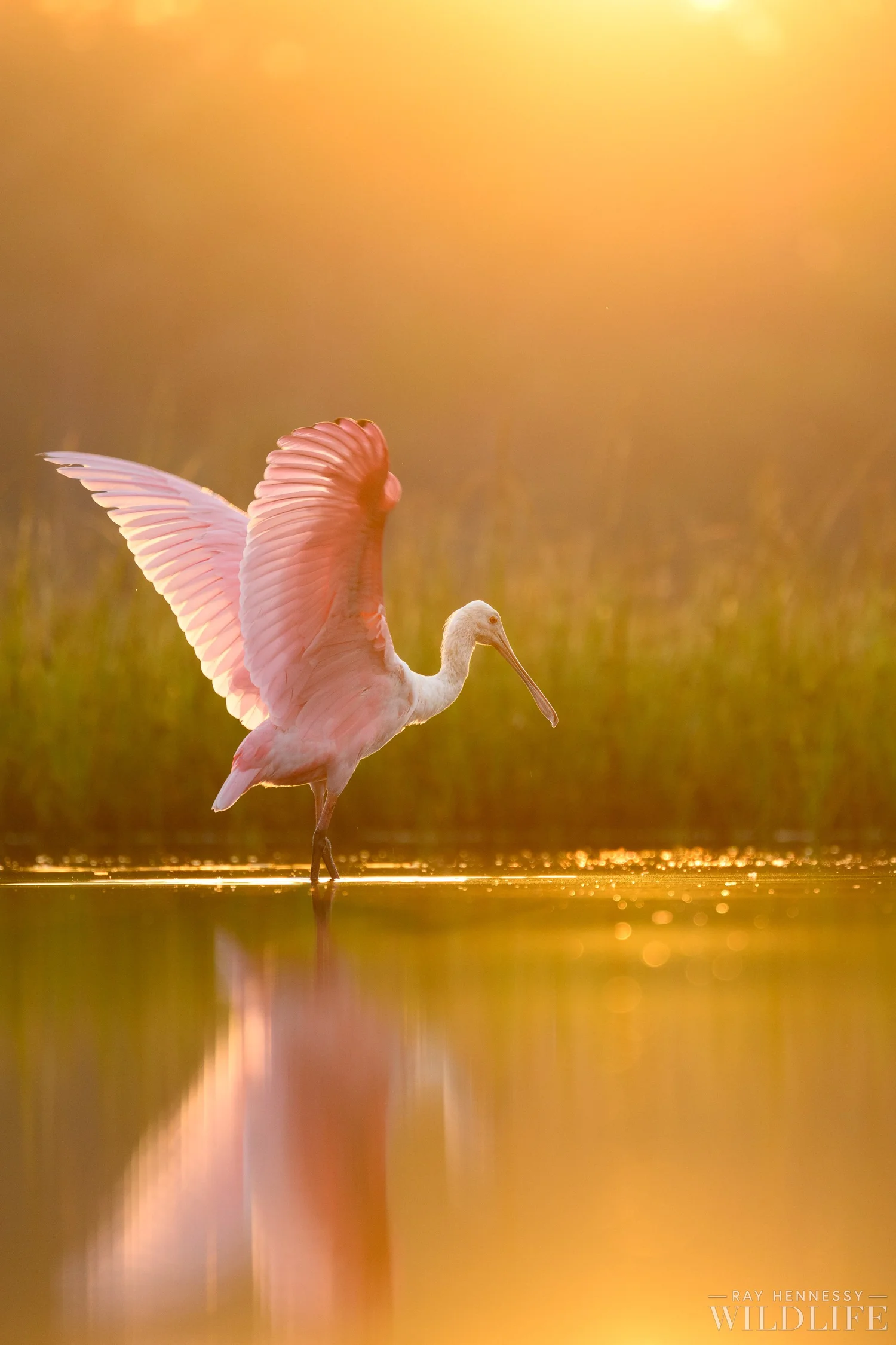 Spoonbill Wings — Ray Hennessy Wildlife