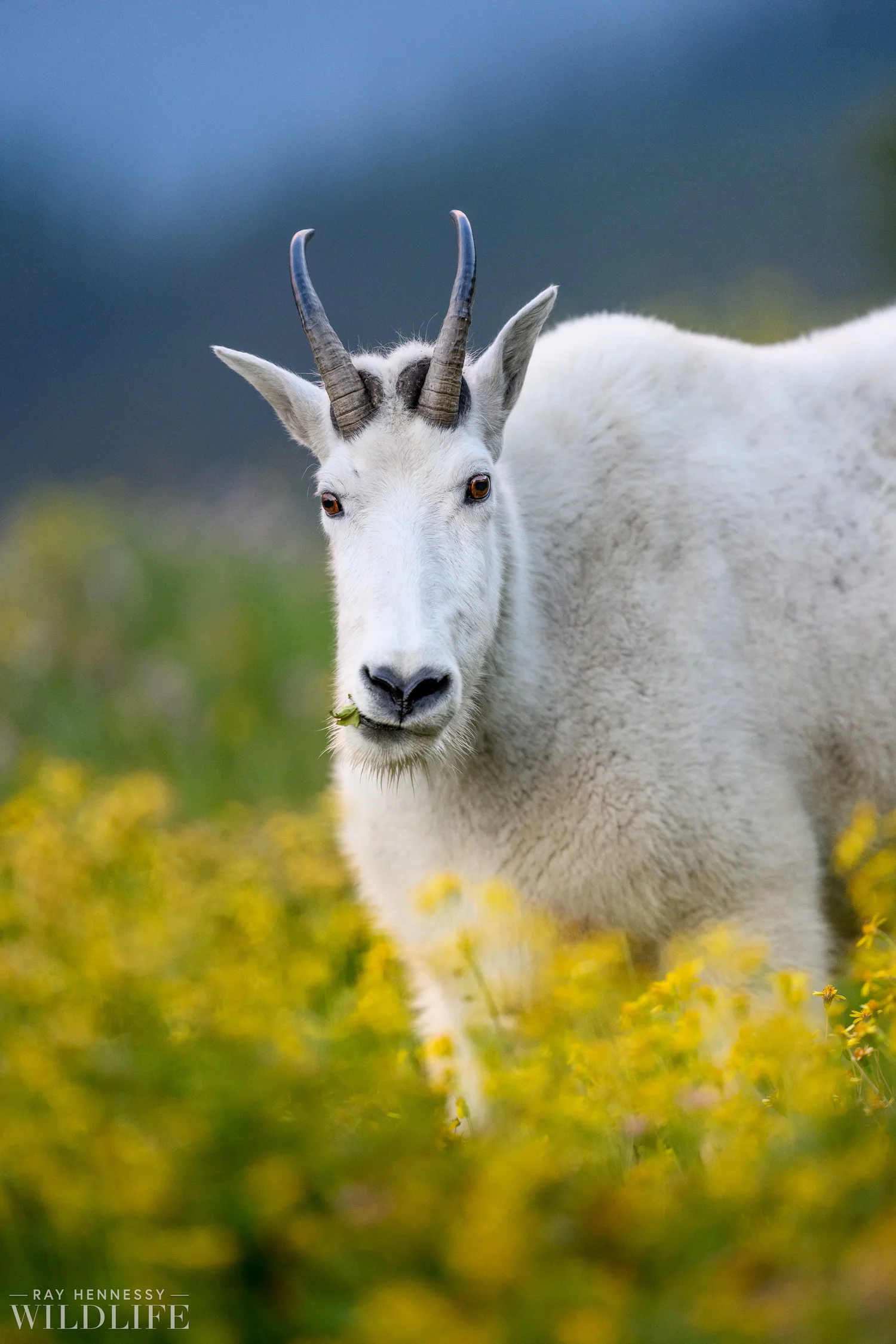 Mountain Goat Portrait — Ray Hennessy Wildlife
