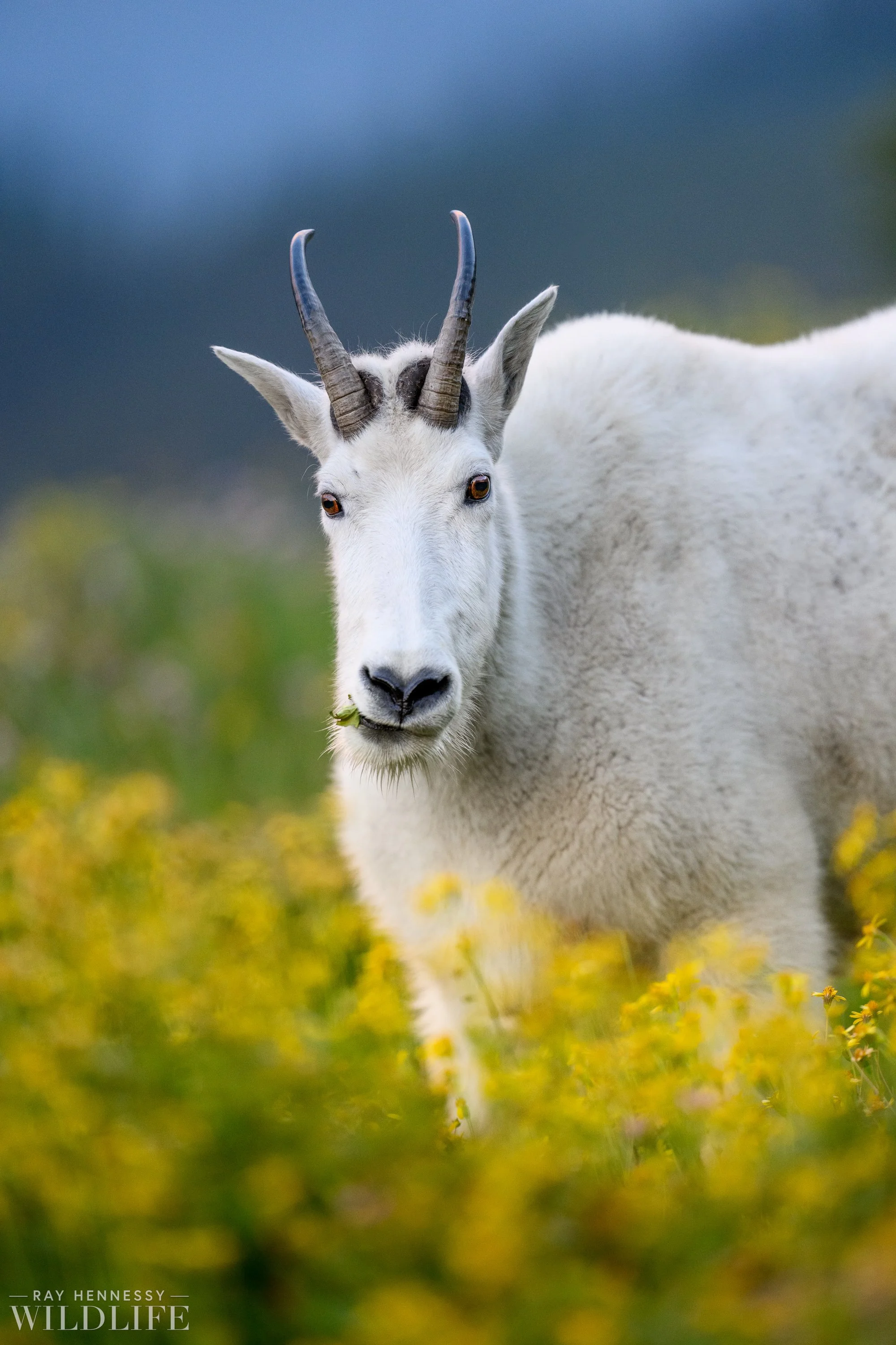Mountain Goat Portrait — Ray Hennessy Wildlife