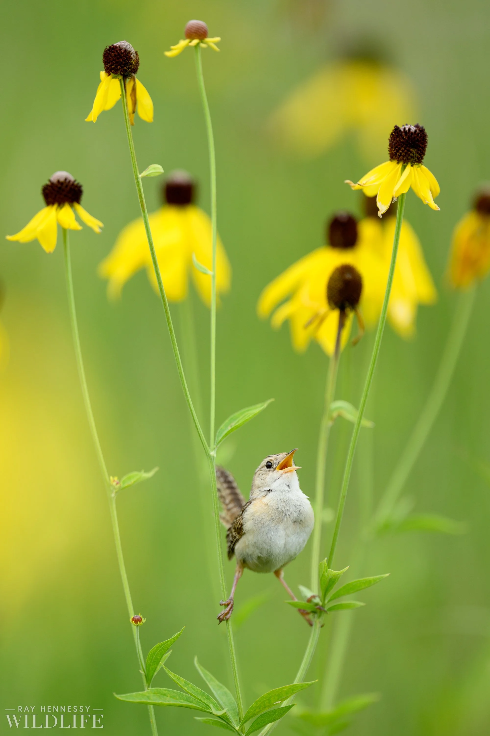 Singing Sedge Wren — Ray Hennessy Wildlife