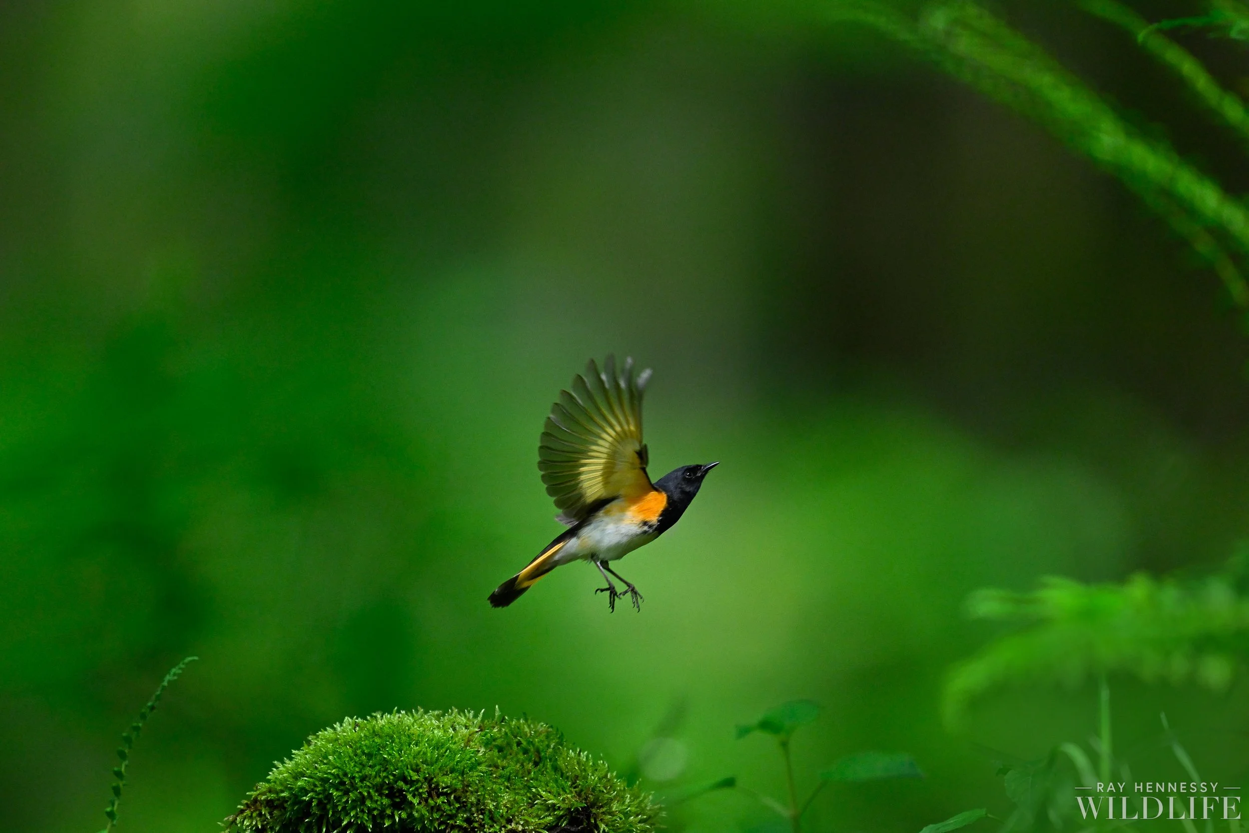 Redstart Takeoff — Ray Hennessy Wildlife