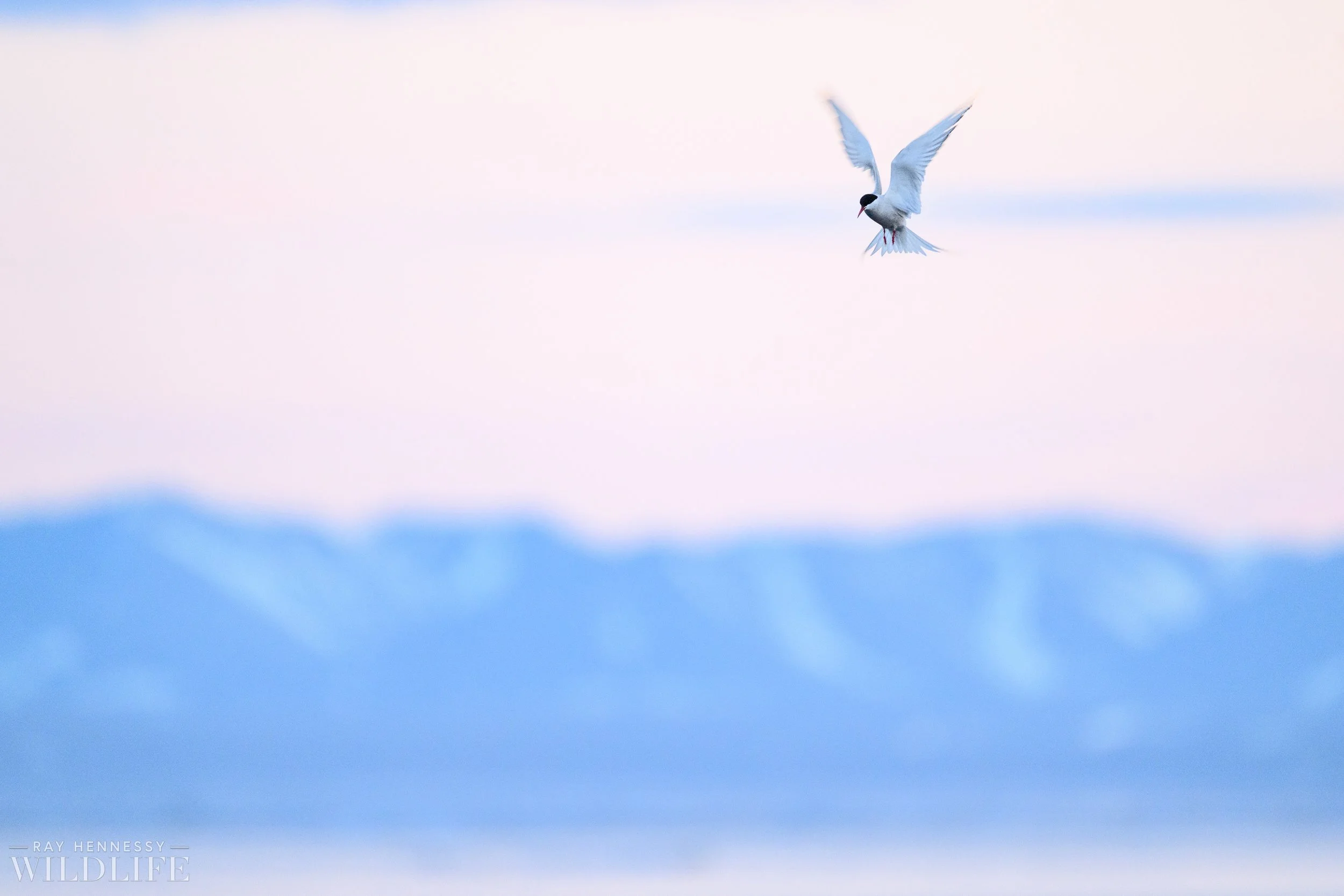 Hovering Tern at Dusk — Ray Hennessy Wildlife