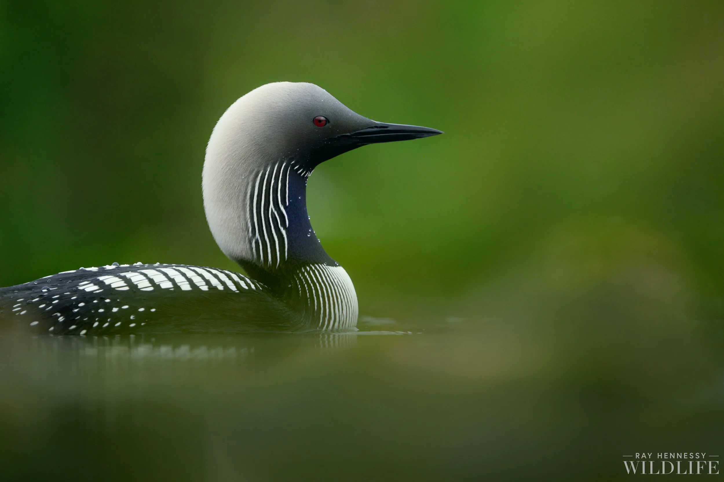 Pacific Loon Portrait — Ray Hennessy Wildlife