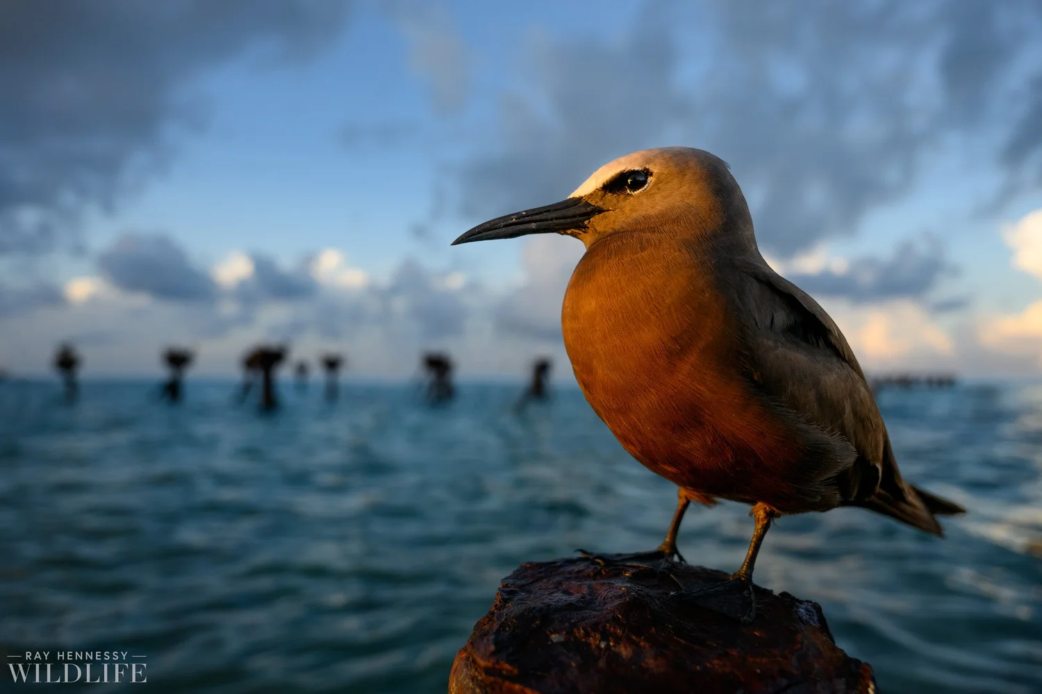 Close-up Wide Angle Noddy Portrait — Ray Hennessy Wildlife