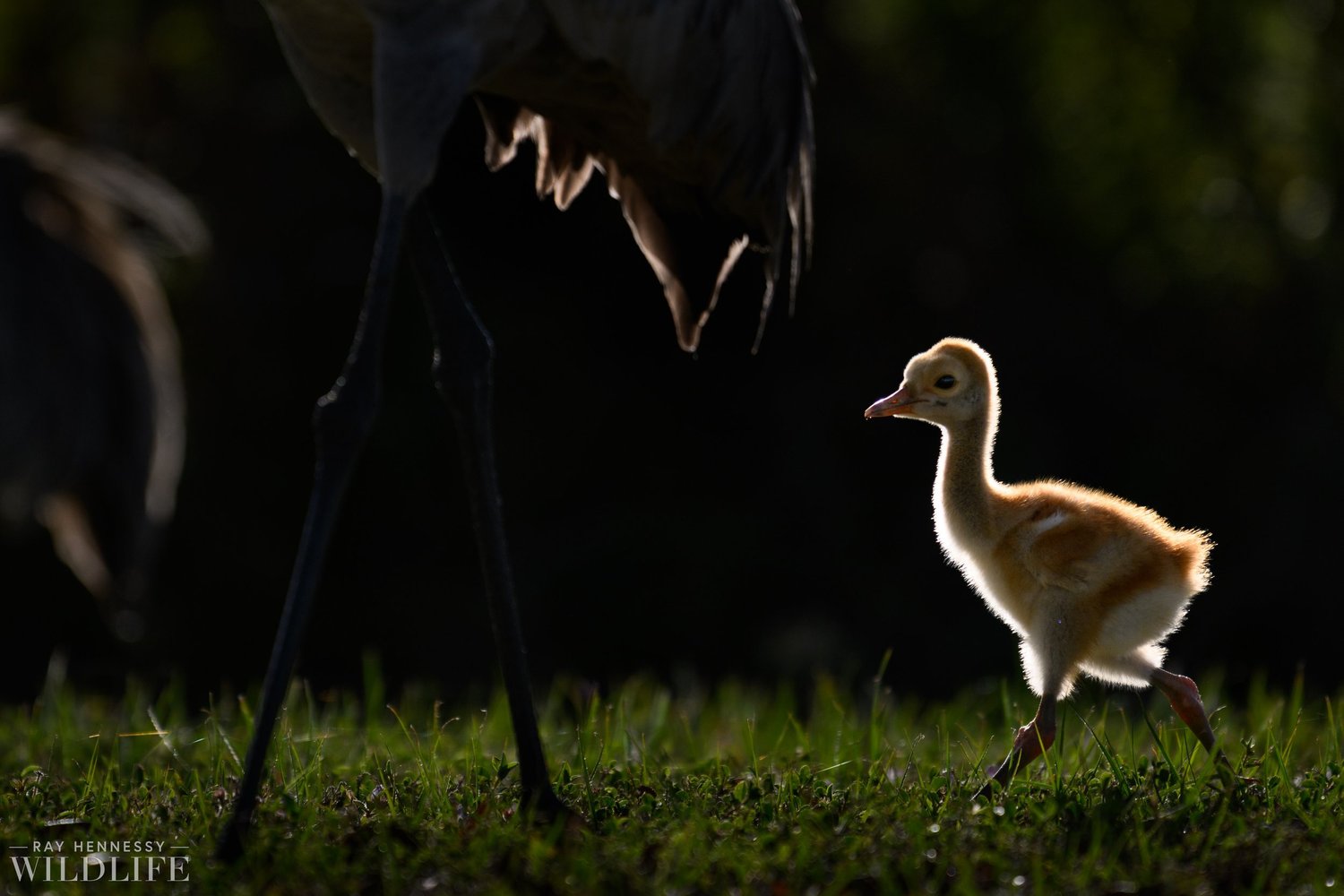 Sandhill Crane Colt — Ray Hennessy Wildlife