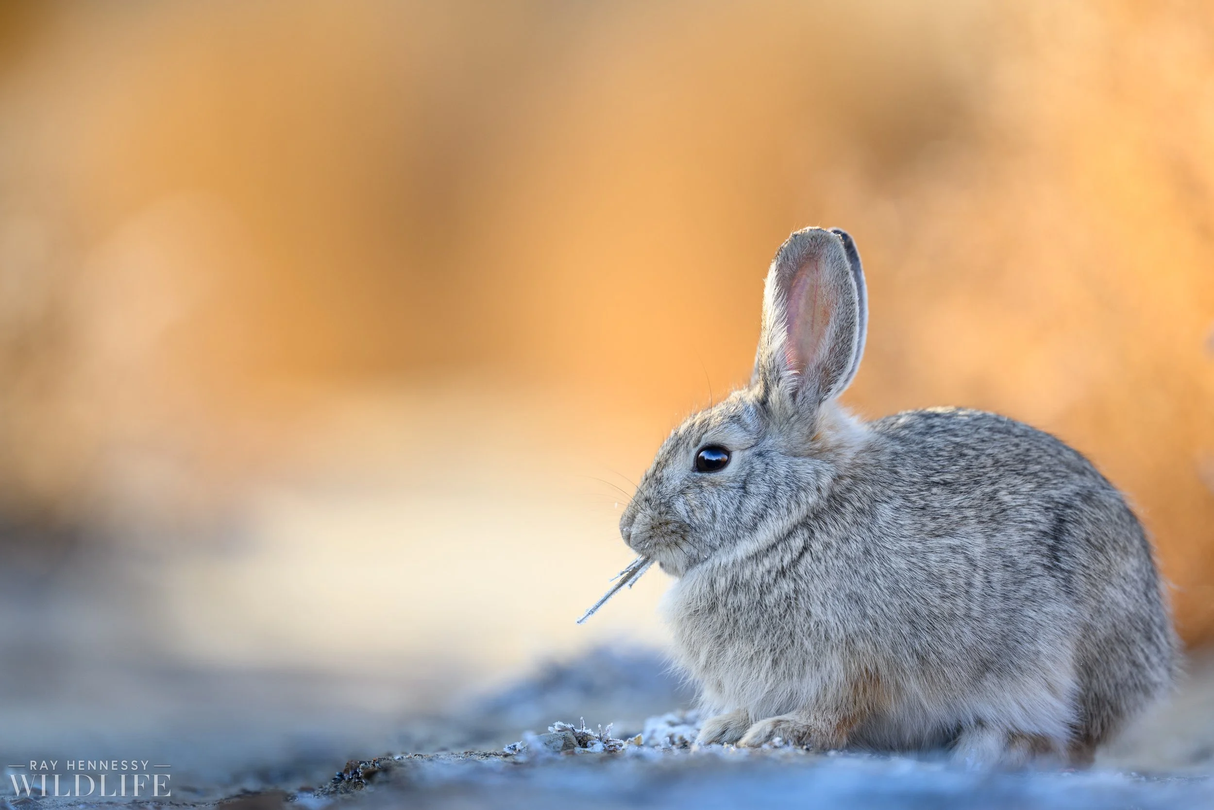 Frosty Bunny — Ray Hennessy Wildlife