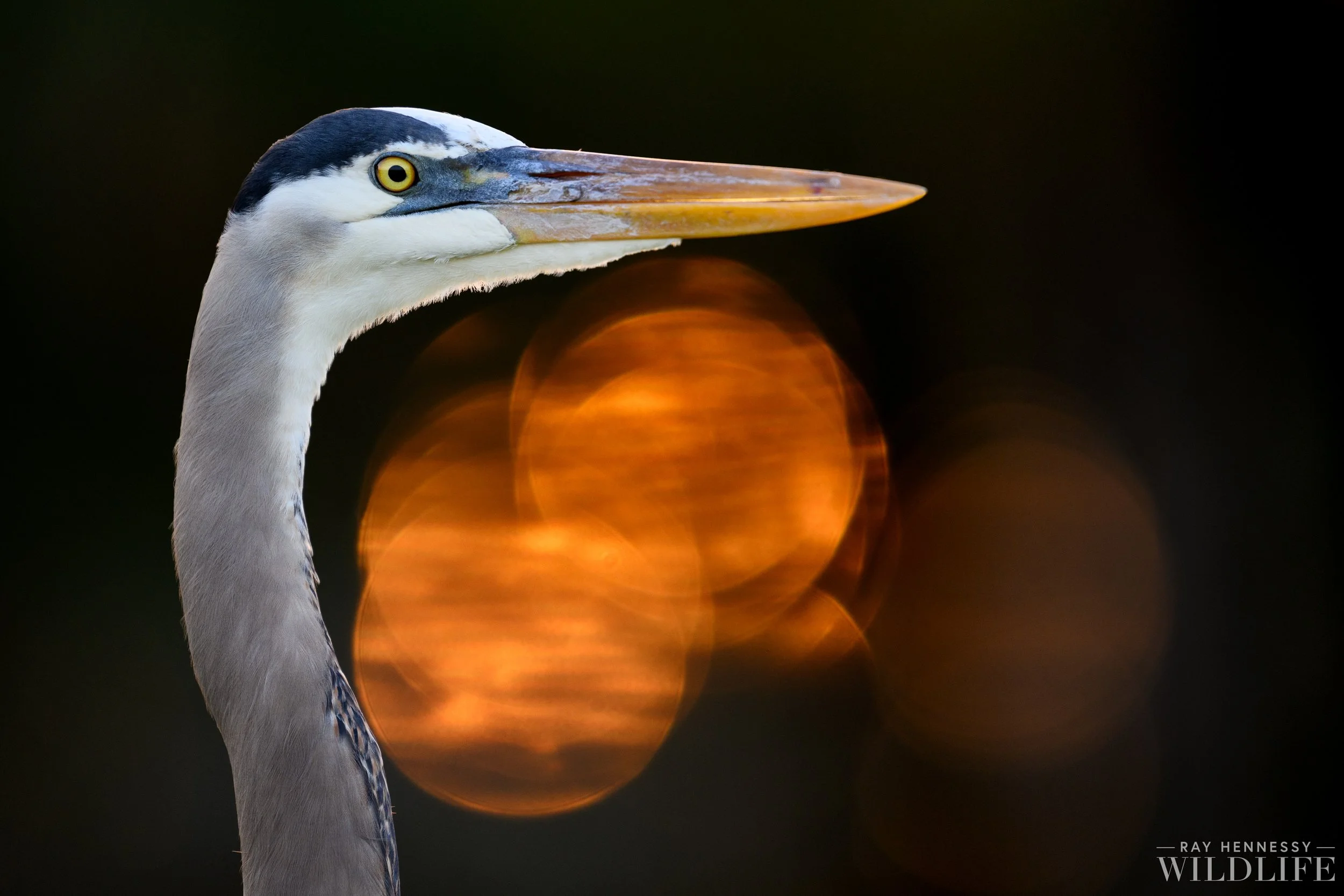 Great Blue Headshot — Ray Hennessy Wildlife