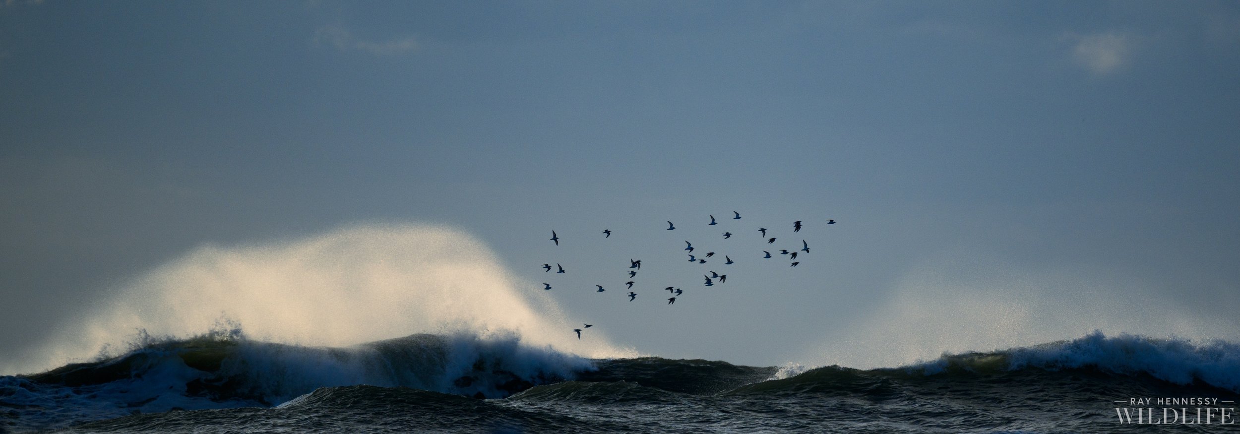 Stormy Ocean — Ray Hennessy Wildlife