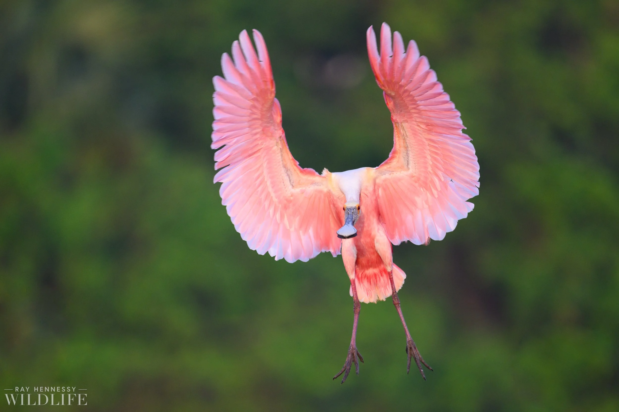 Goofy Spoonbill — Ray Hennessy Wildlife