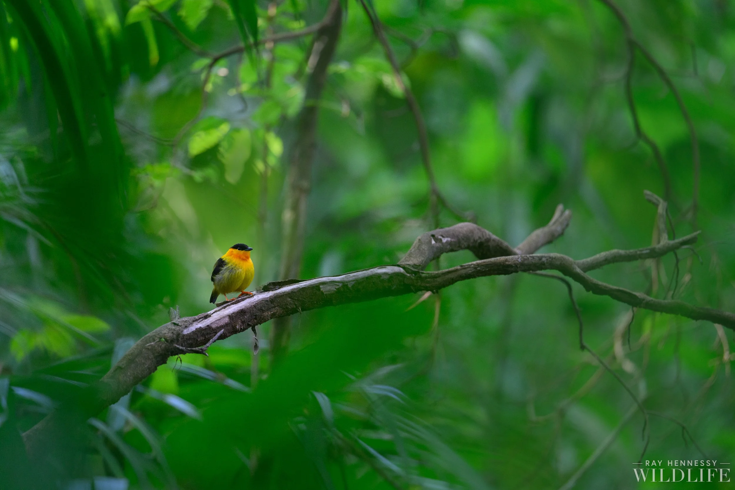 Orange-collared Manakin — Ray Hennessy Wildlife
