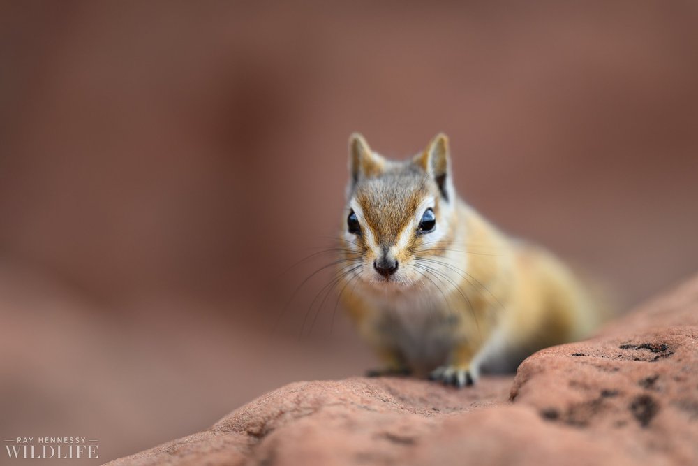 Curious Chipmunk — Ray Hennessy Wildlife